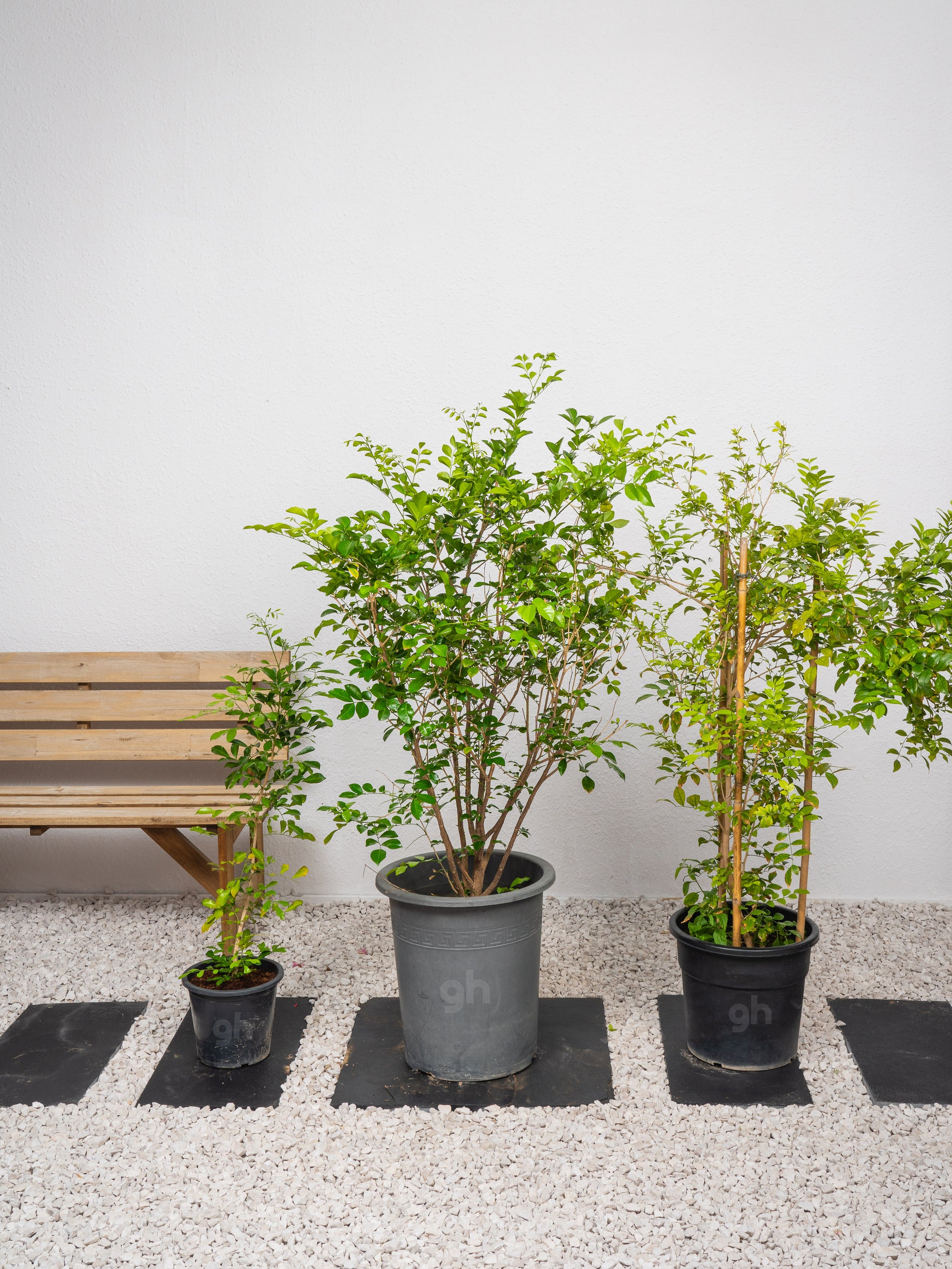 Thai Jasmine - Murraya Paniculata | Flowering Outdoor Plants | growhub AE