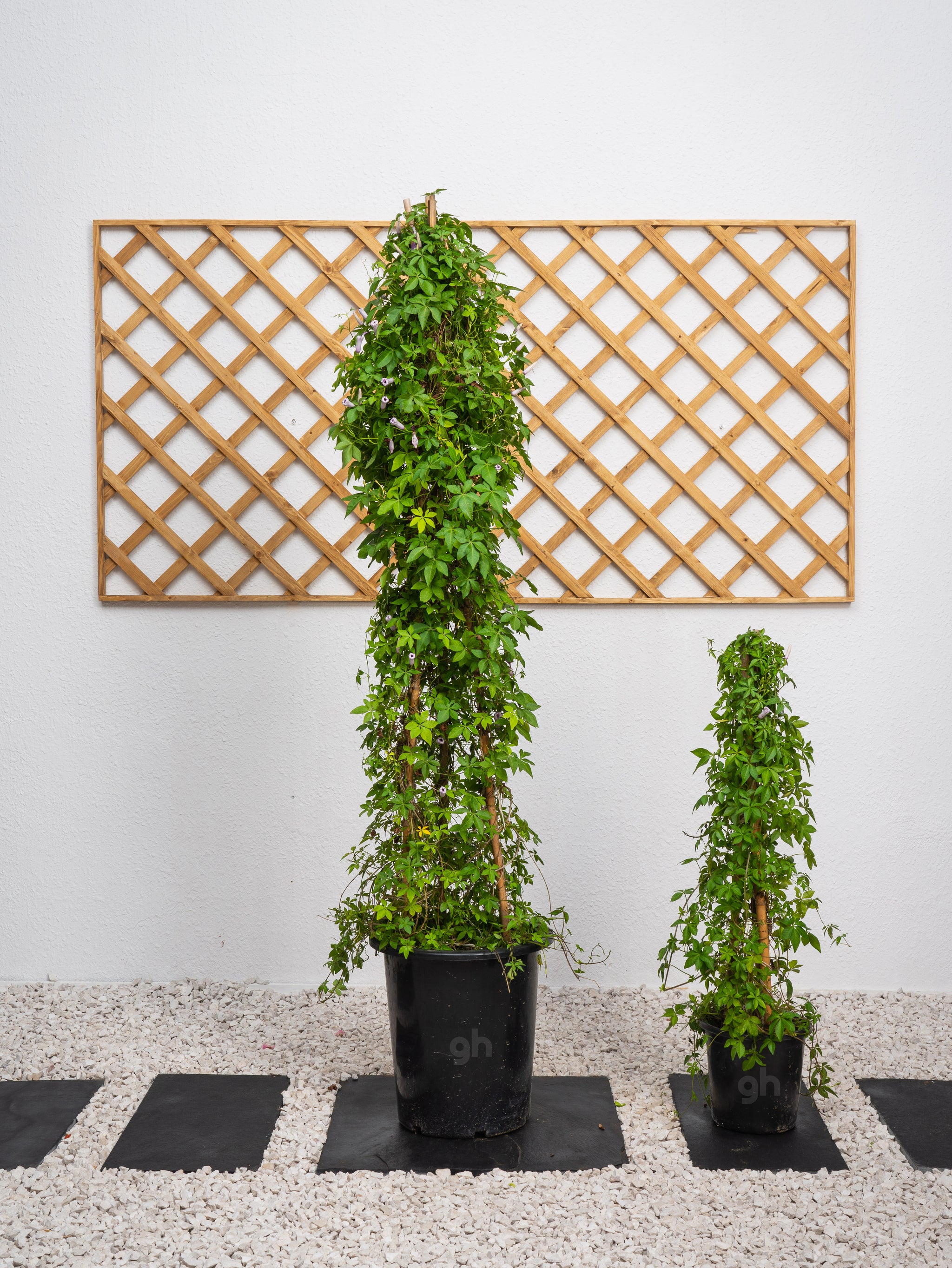 Ipomoea Climber - Ipomoea Cairica | Climbing Outdoor Plants | growhub AE