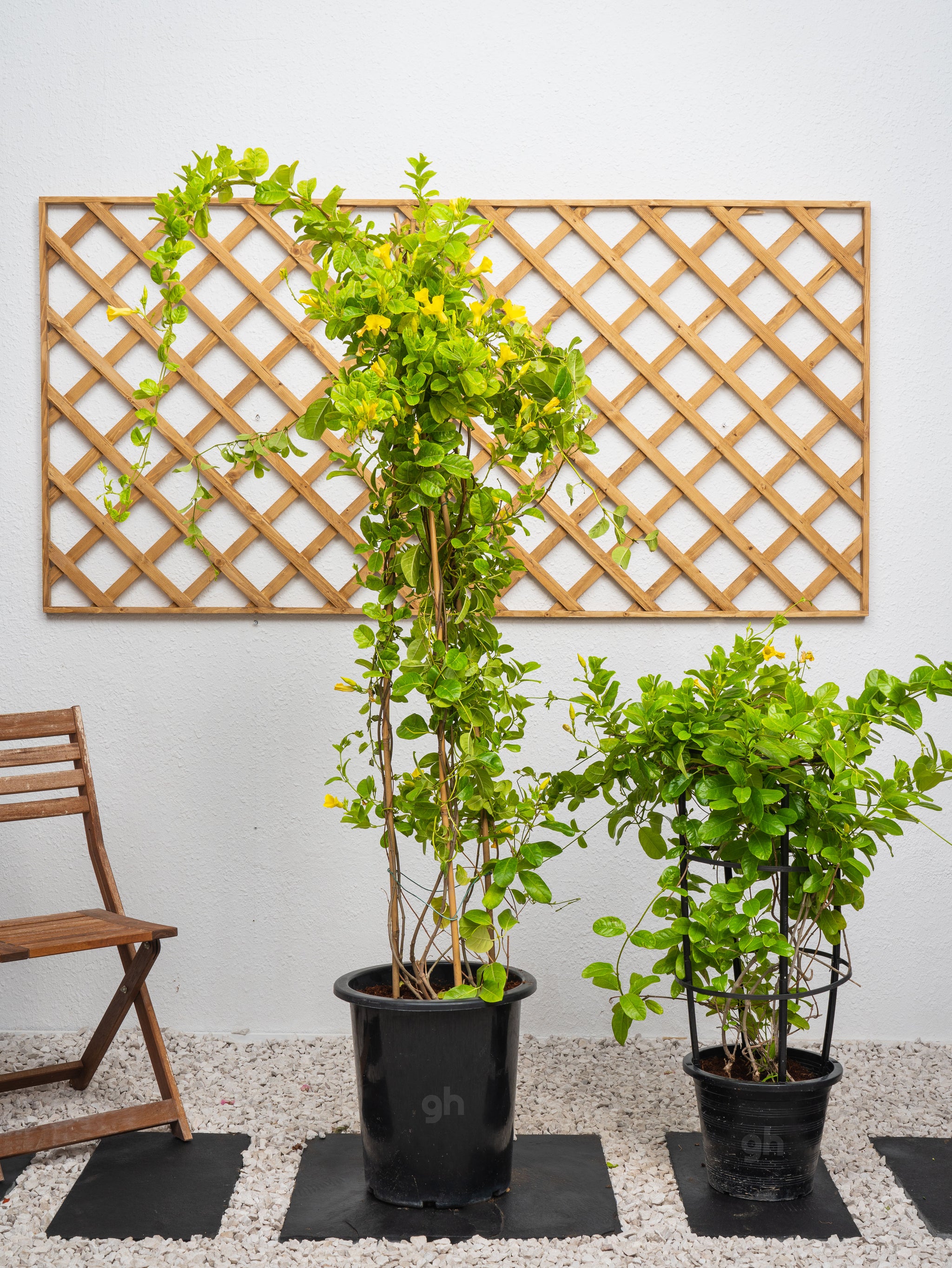 Mandevilla Climber - Mandevilla Splendens | Climbing Outdoor Plants ...