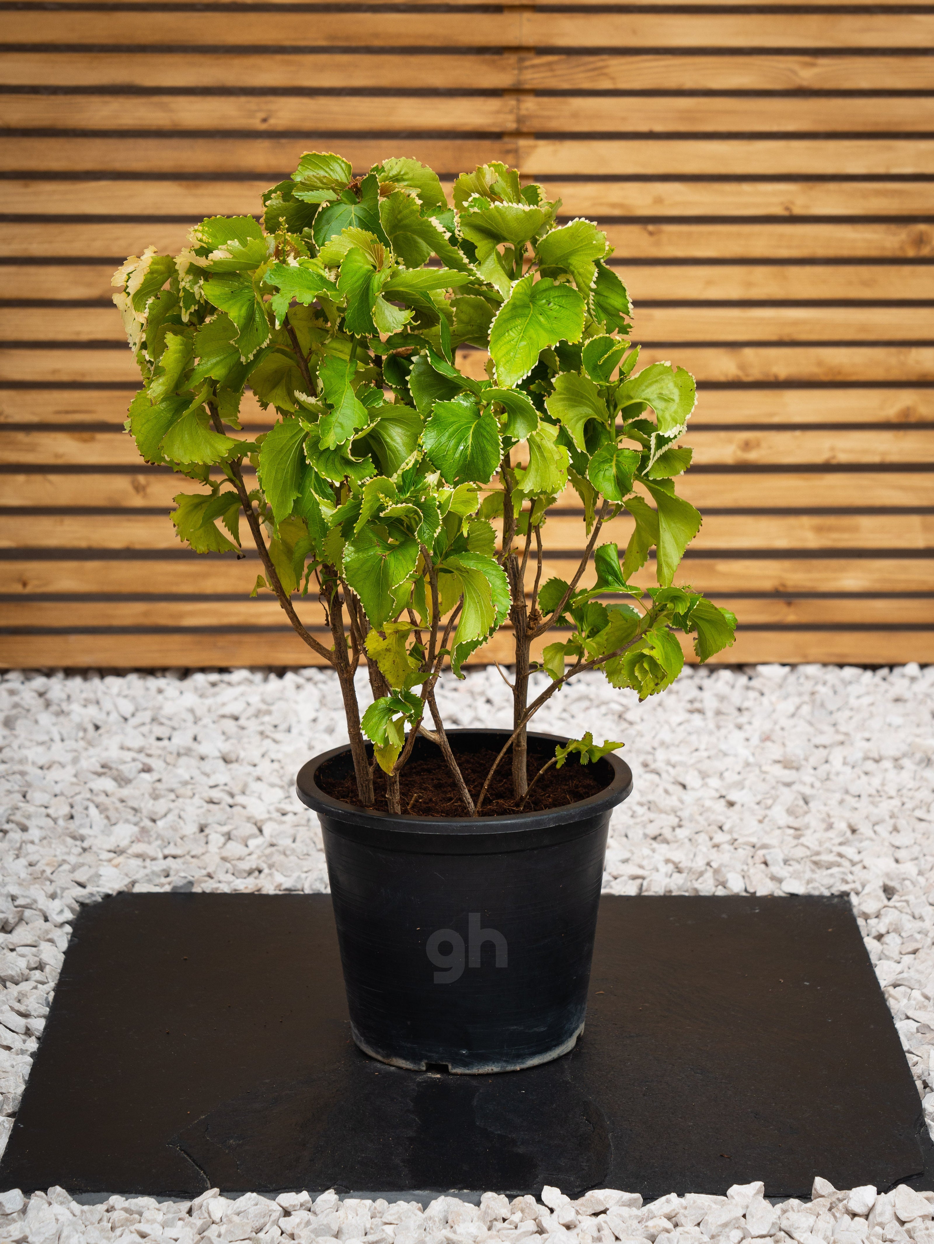 Acalypha Green - Acalypha Wilkesiana | Bushy Outdoor Plants | growhub AE