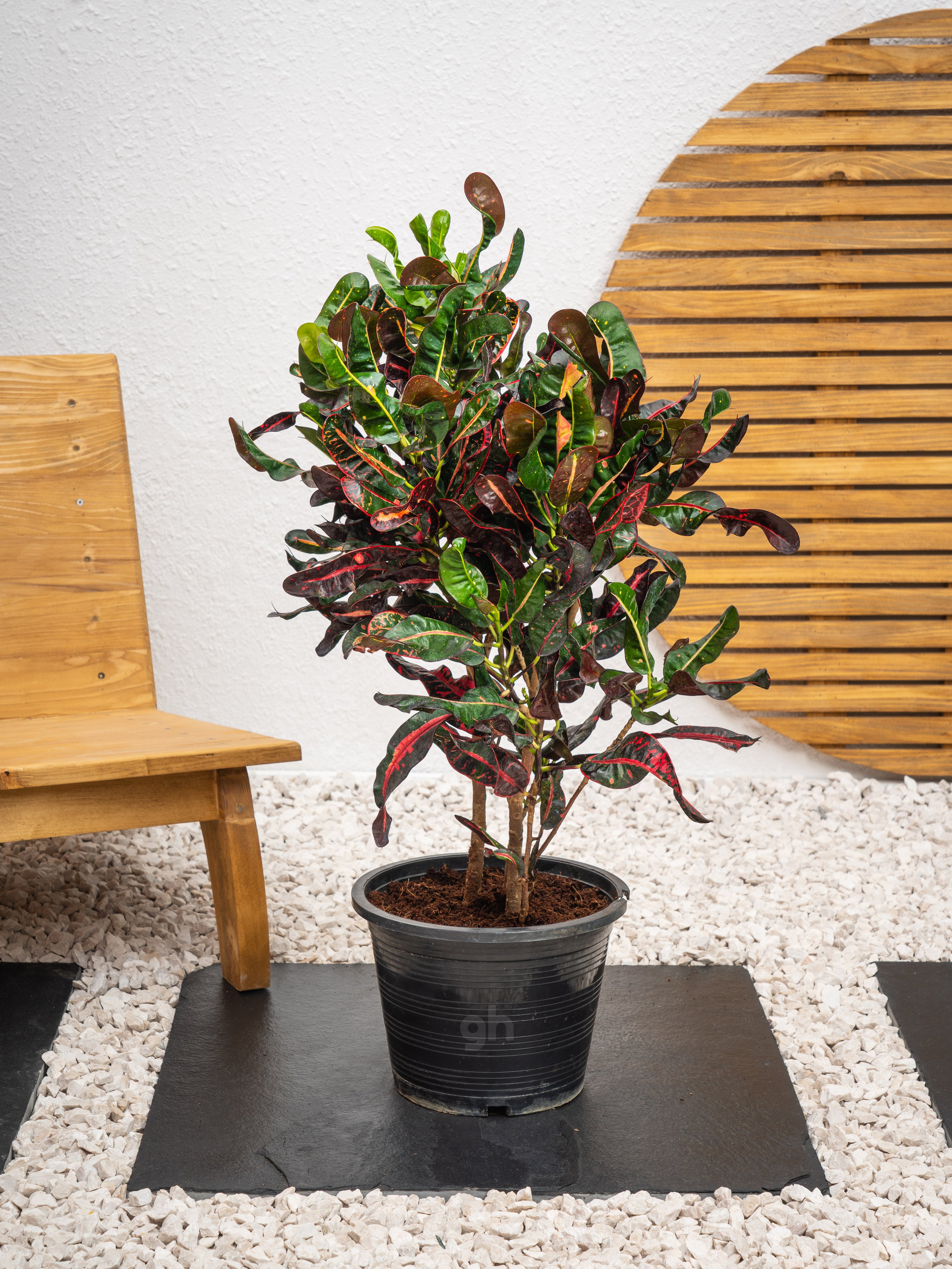 Curly Croton - Codiaeum Variegatum | Bushy Outdoor Plants | growhub AE