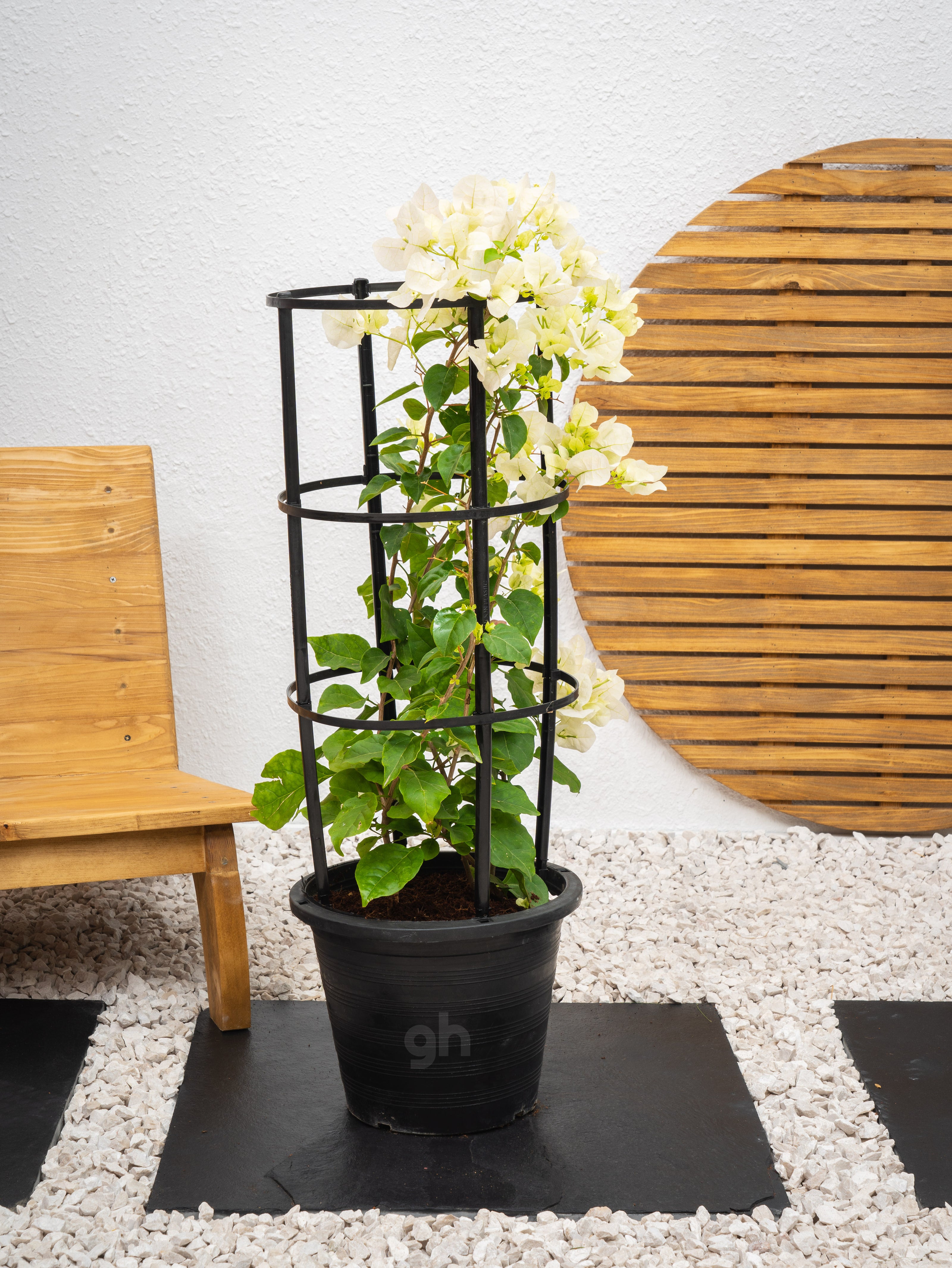 Bougainvillea Plant Bundle - Outdoor Plant Bundle | Bundles - Outdoor ...