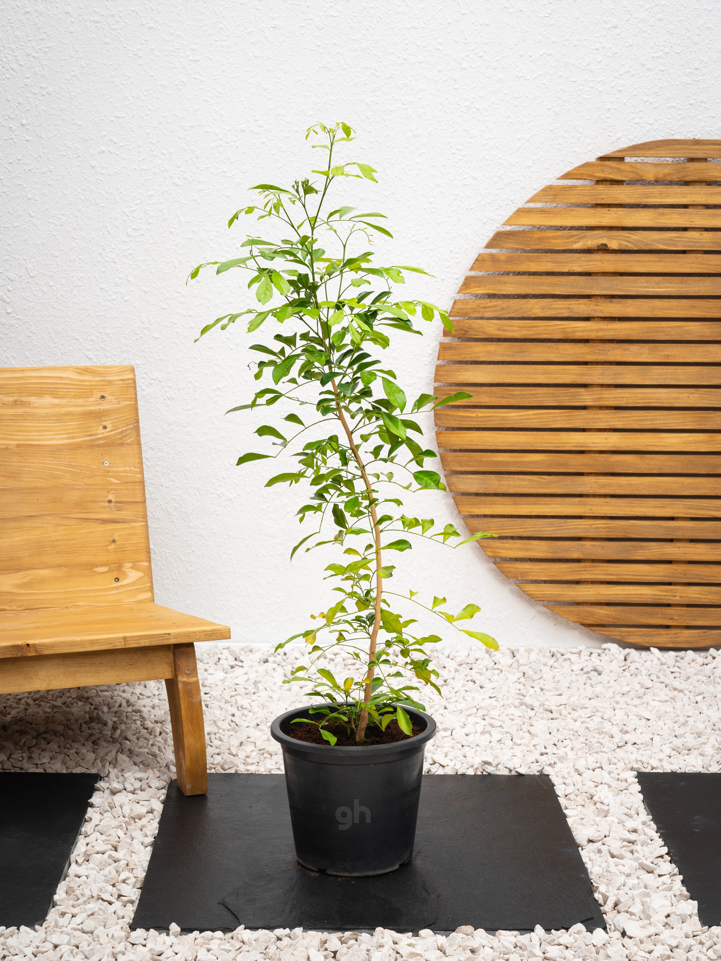 Thai Jasmine - Murraya Paniculata | Flowering Outdoor Plants | growhub AE