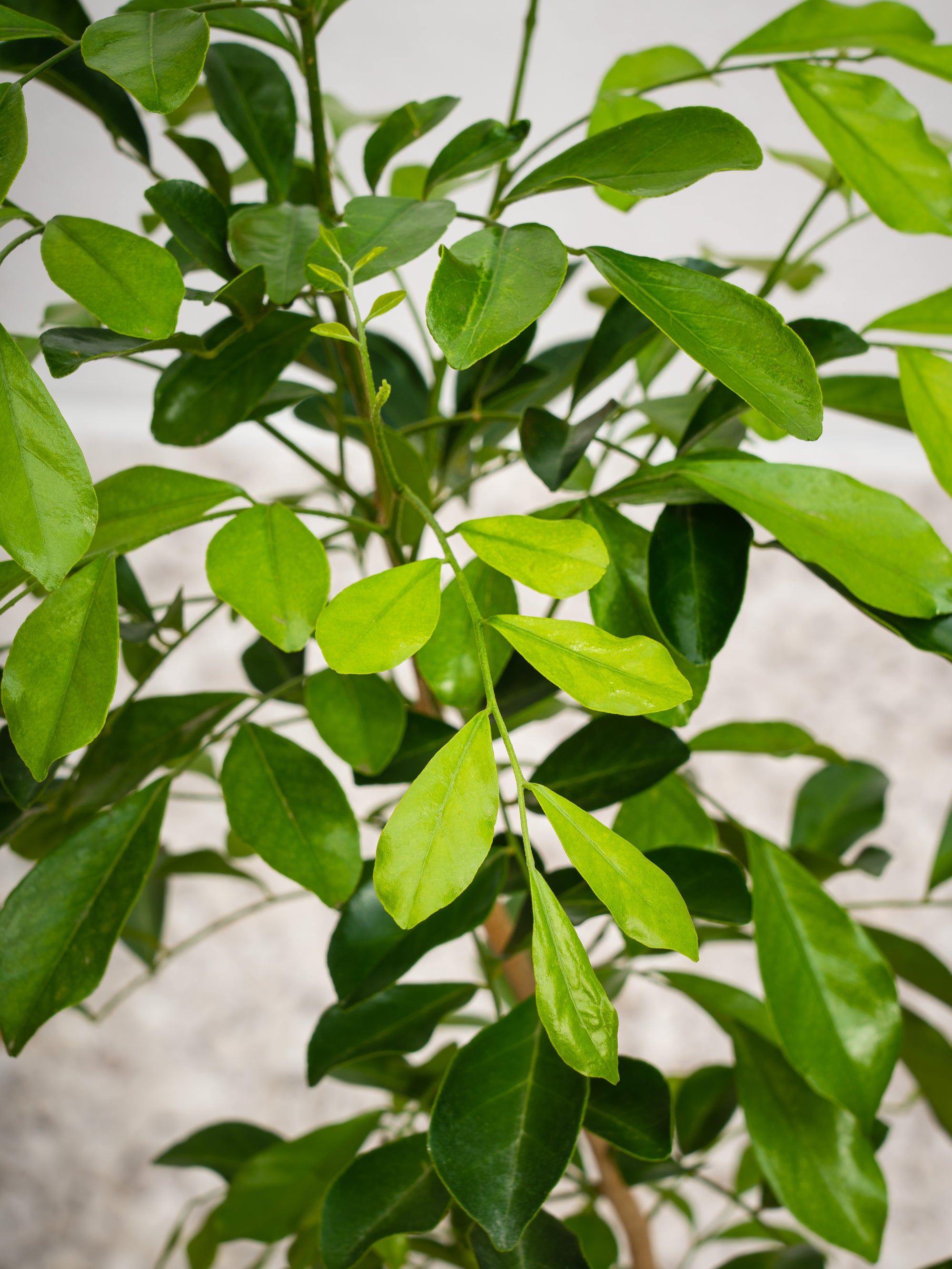 Thai Jasmine - Murraya Paniculata | Flowering Outdoor Plants | growhub AE