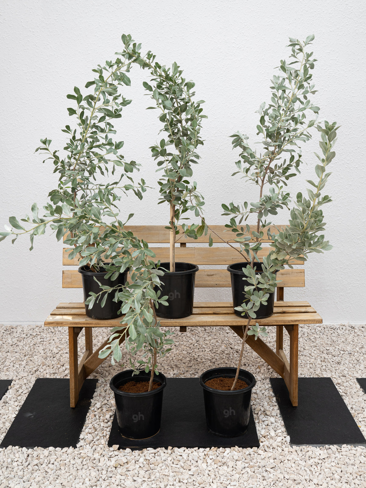 Silver Damas - Conocarpus Erectus | Bushy Outdoor Plants | growhub AE