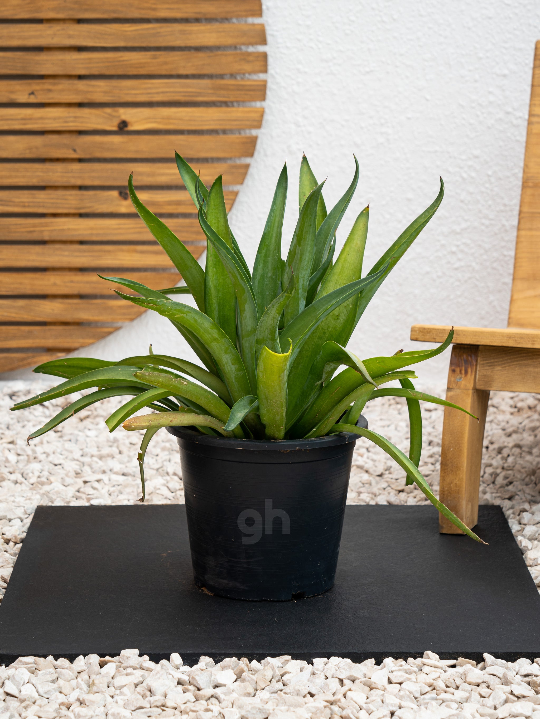Spineless Agave - Agave Attenuata | Cactus & Succulents - Outdoor ...
