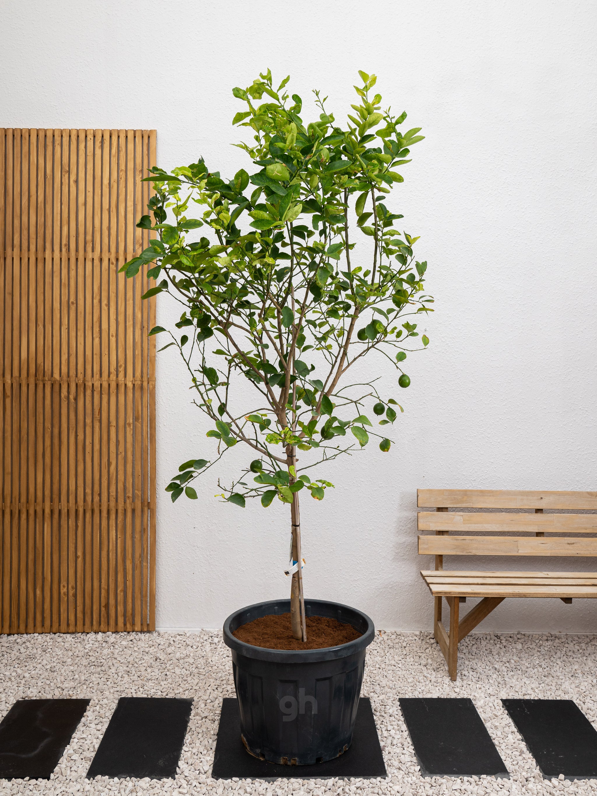 Lemon Tree - Citrus Lemon | Fruiting Outdoor Plants | growhub AE