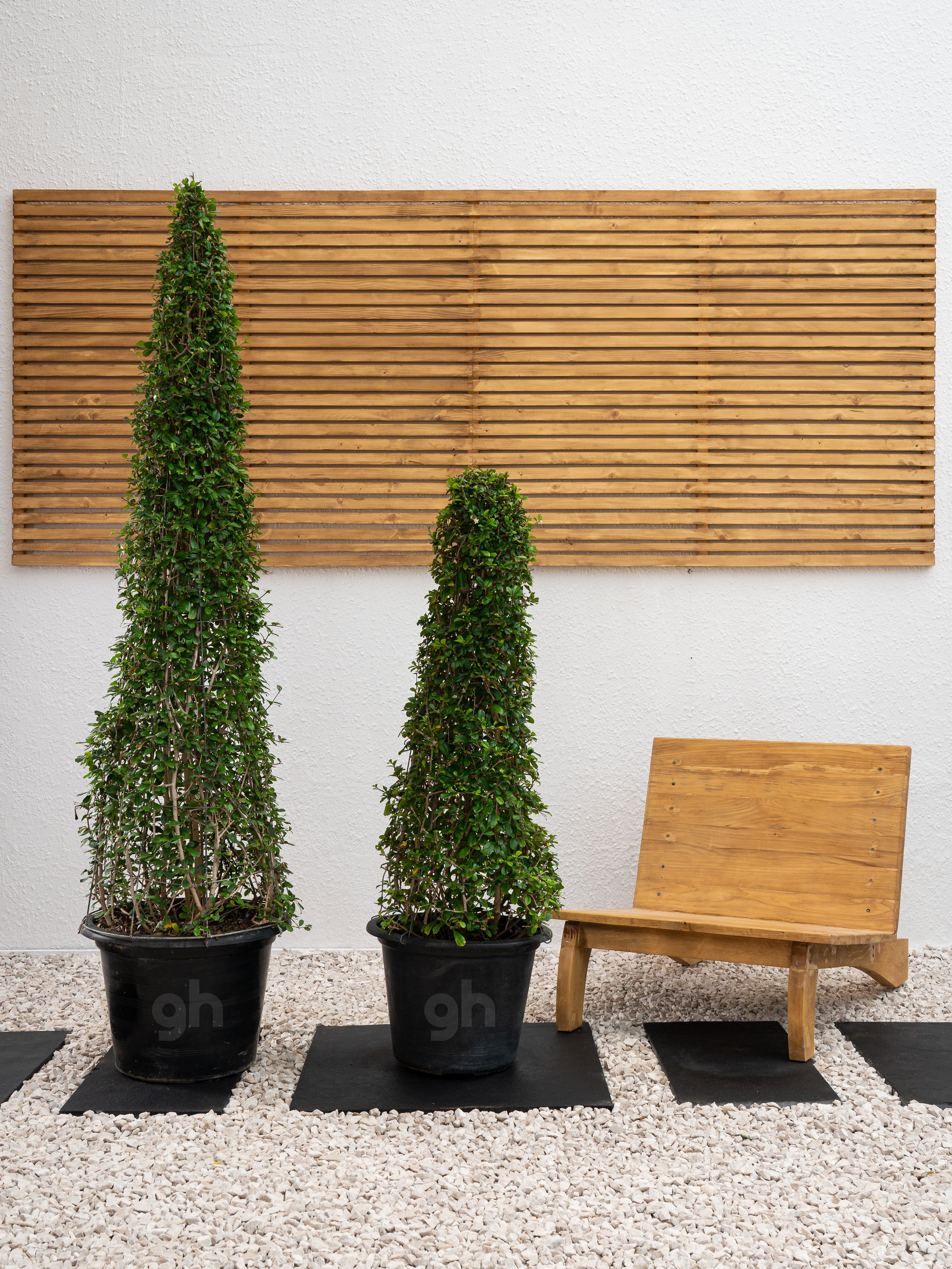 Ehretia Cone - Ehretia Microphylla | Shaped Outdoor Plants | growhub AE