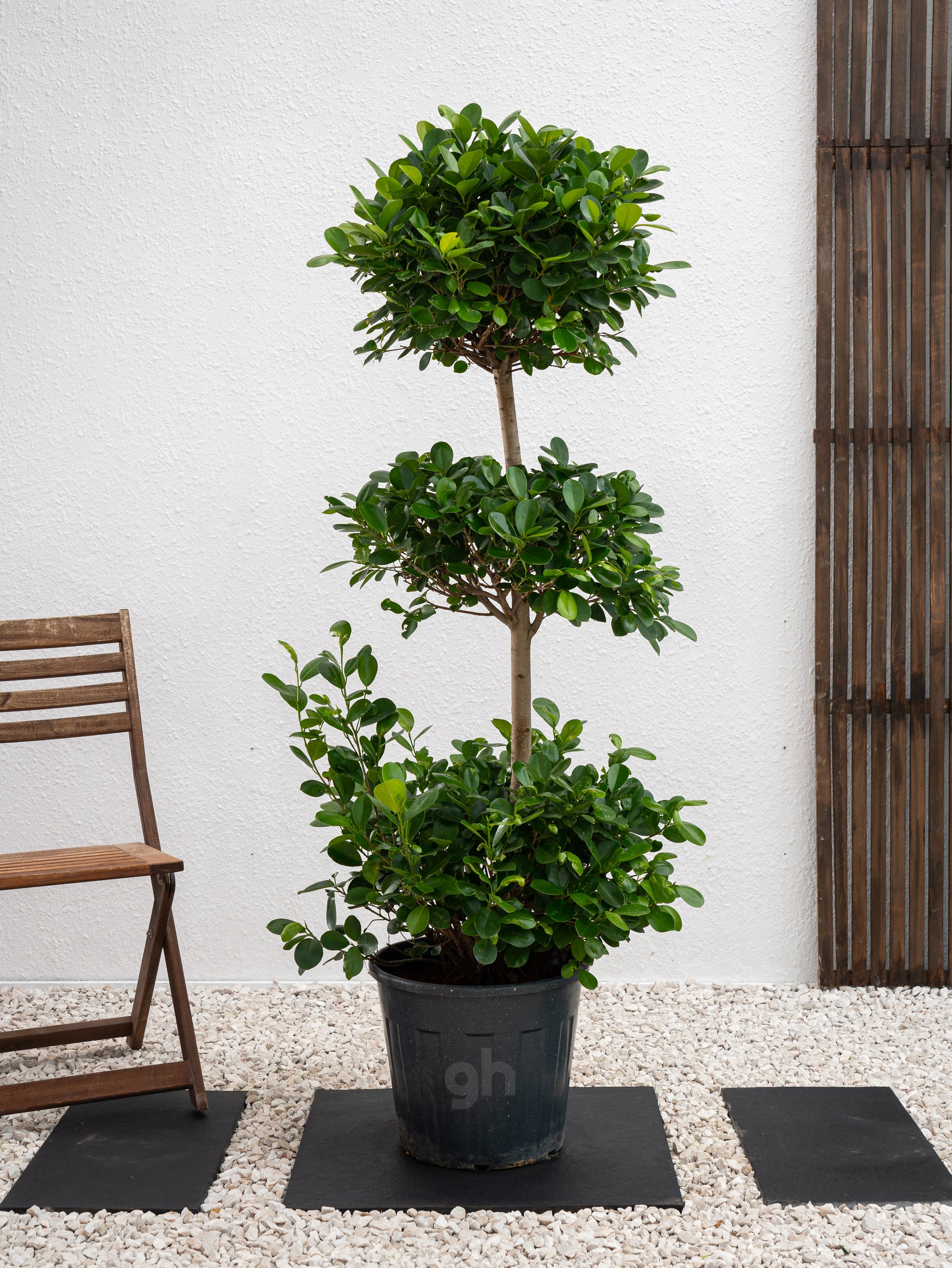 Ficus Panda Triple Head - Ficus Diversifolia | Shaped Outdoor Plants ...