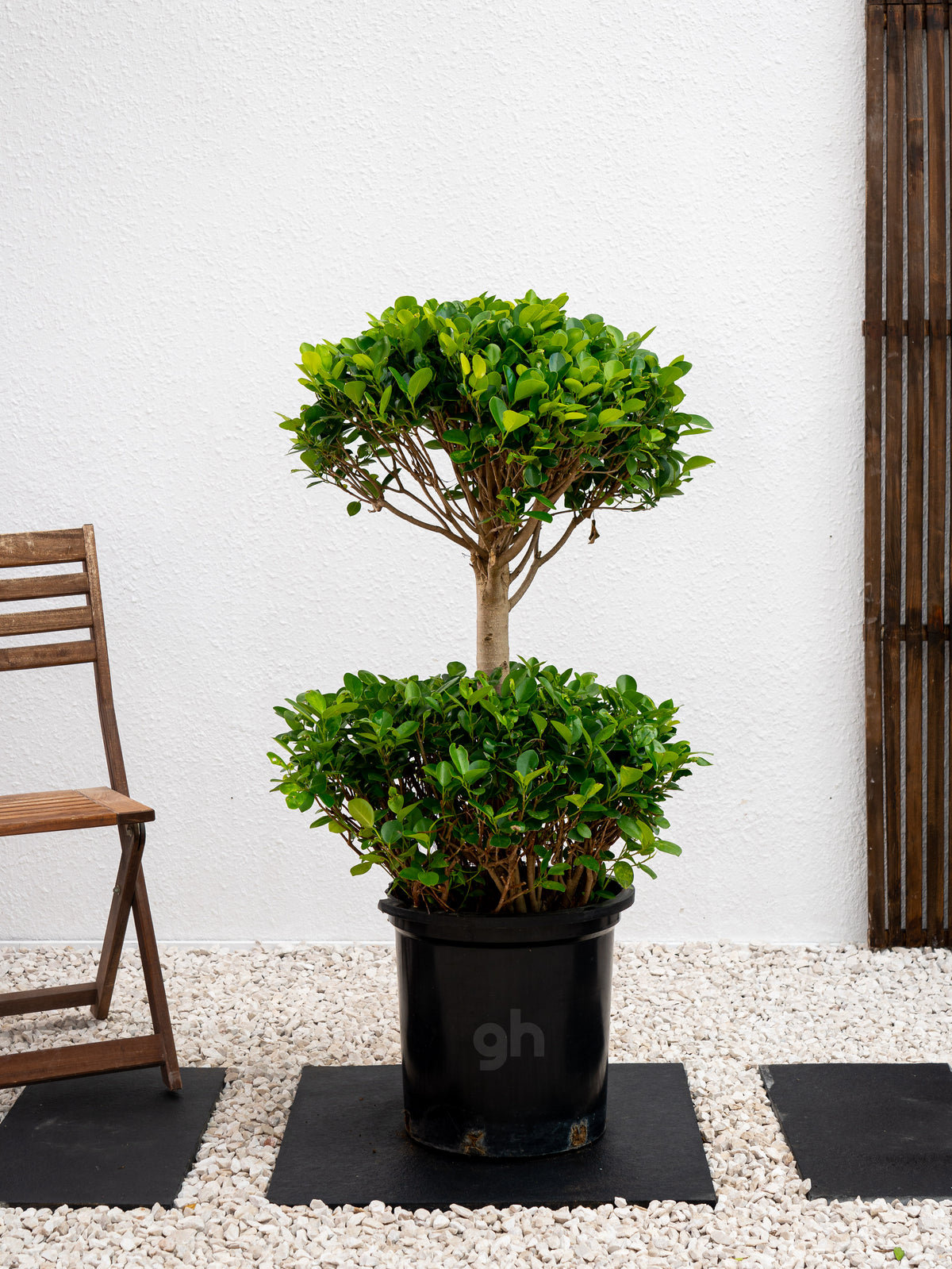 Ficus Panda Double Head - Ficus Diversifolia | Shaped Outdoor Plants ...