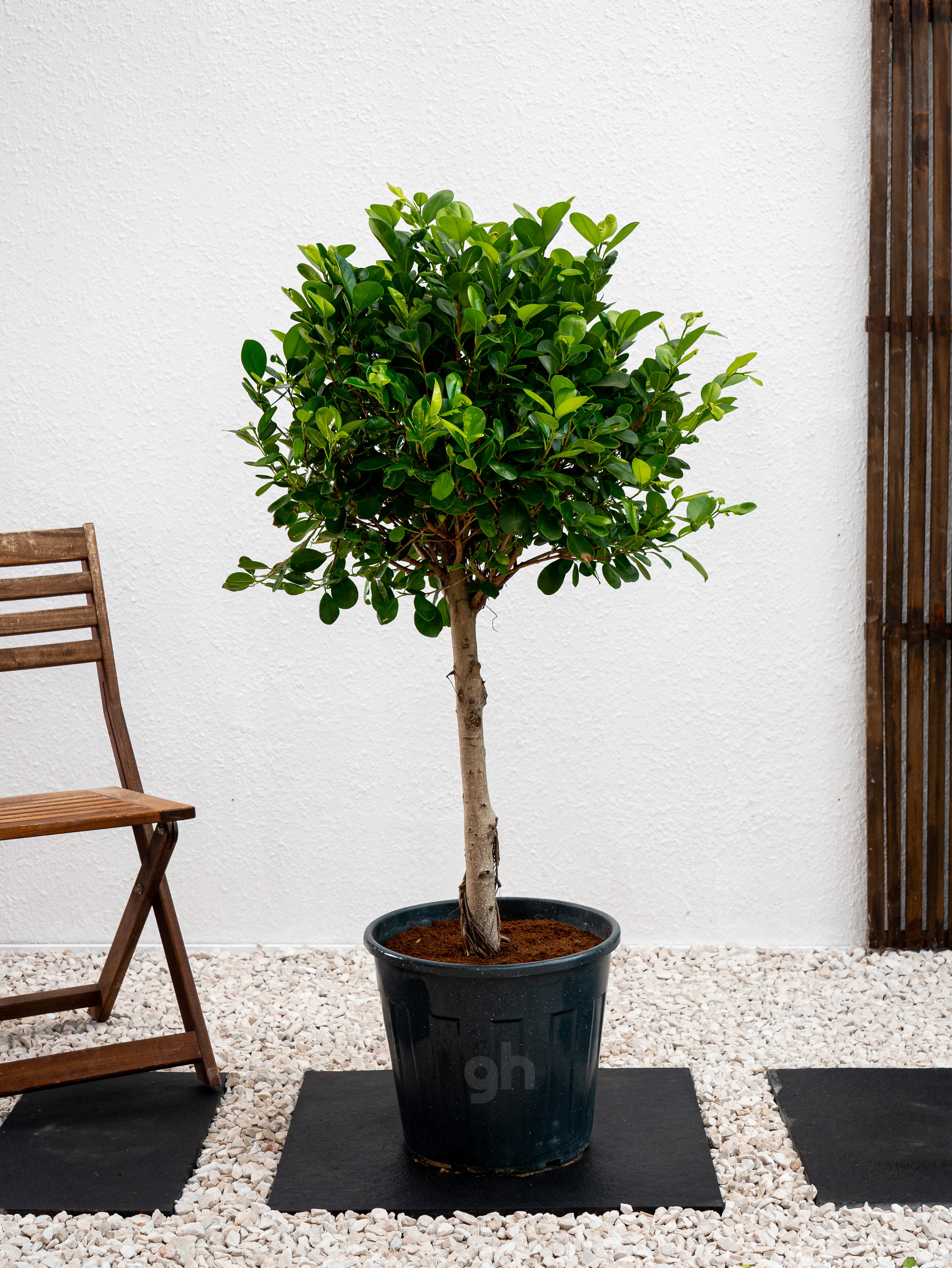Ficus Panda Single Head - Ficus Diversifolia | Shaped Outdoor Plants ...