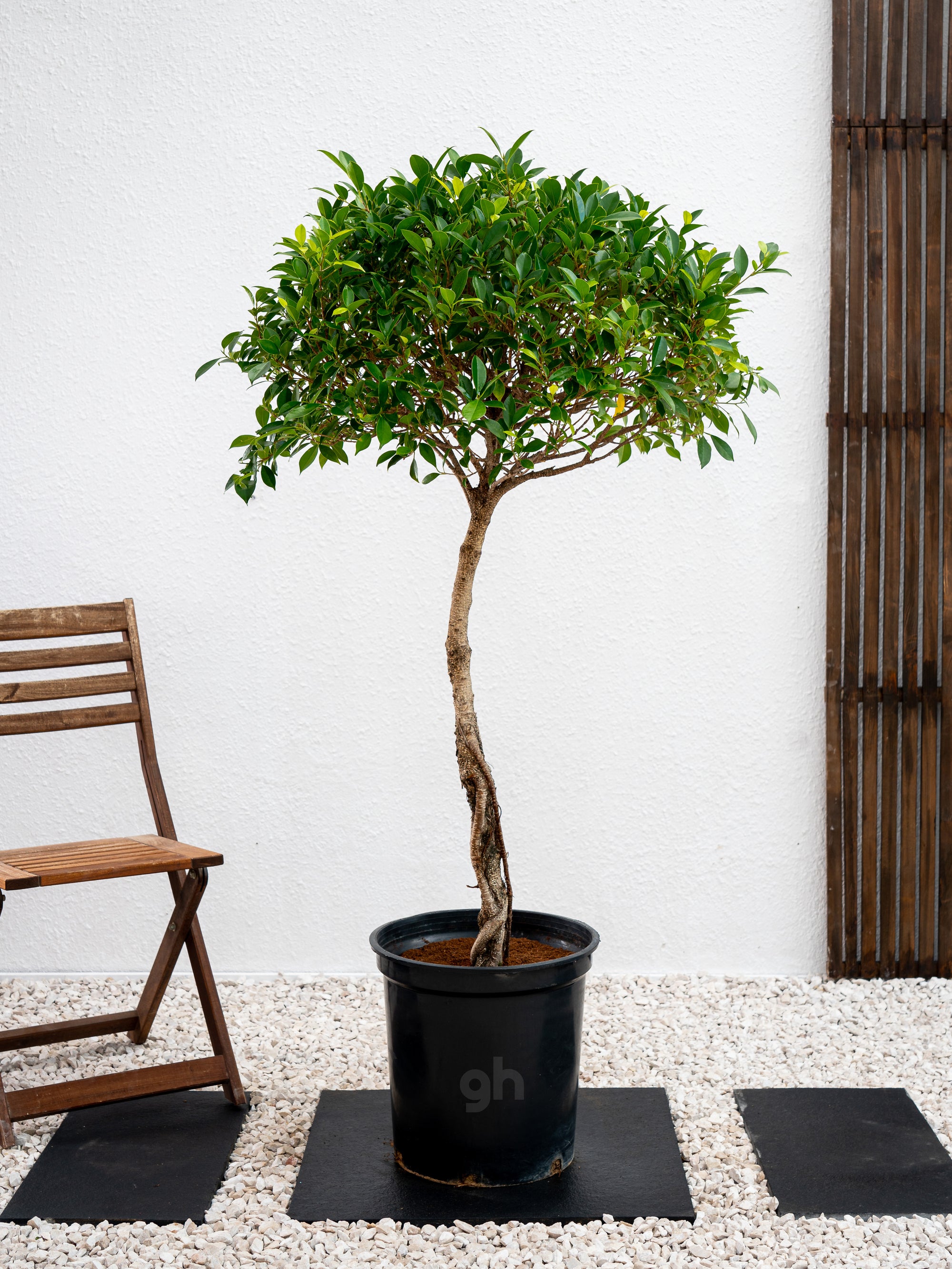 Ficus Nitida 1 Head - Ficus Nitida | Shaped Outdoor Plants | growhub AE