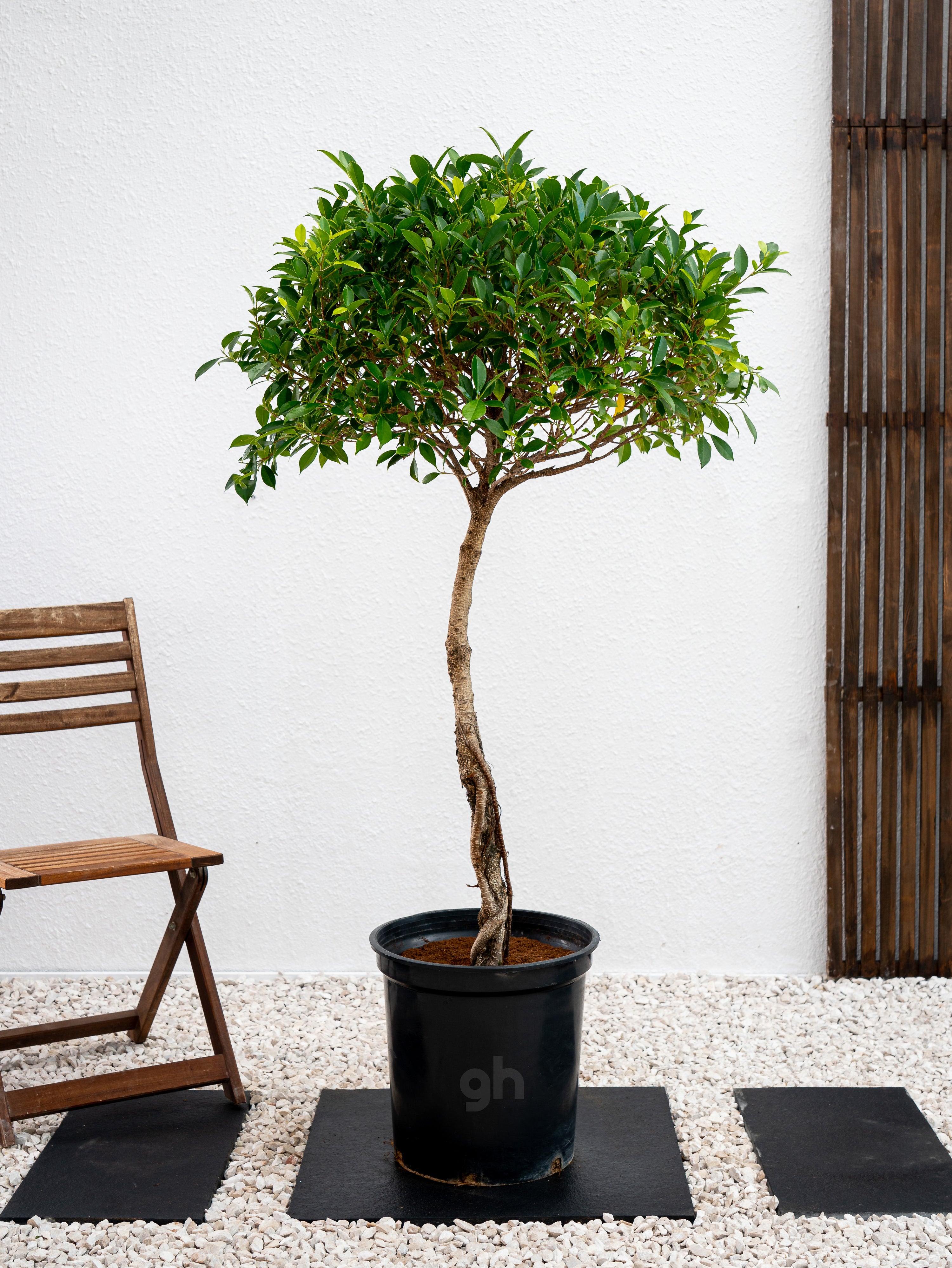 Ficus Nitida 1 Head - Ficus Nitida | Shaped Outdoor Plants | growhub AE