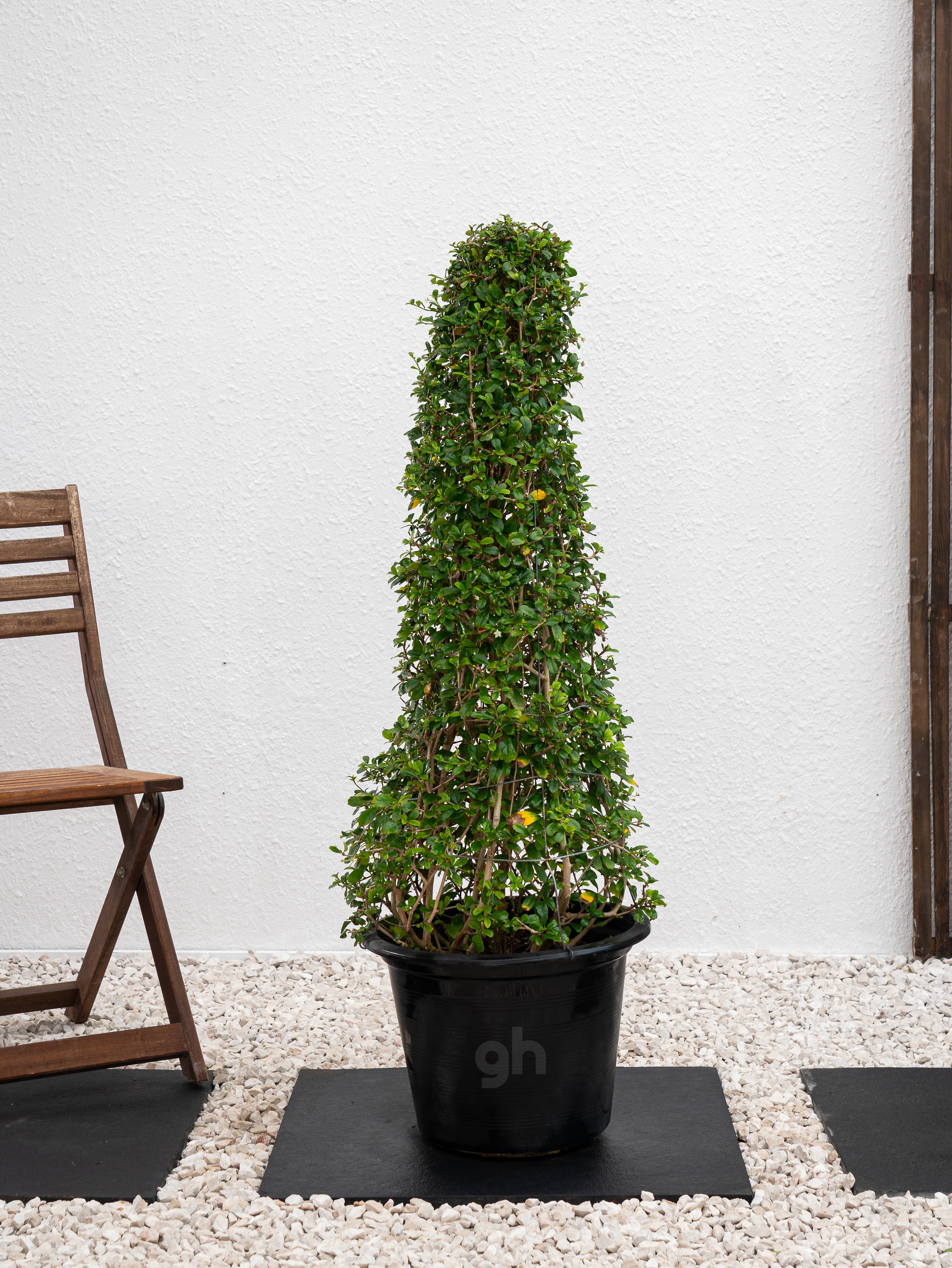 Ehretia Cone - Ehretia Microphylla | Shaped Outdoor Plants | growhub AE