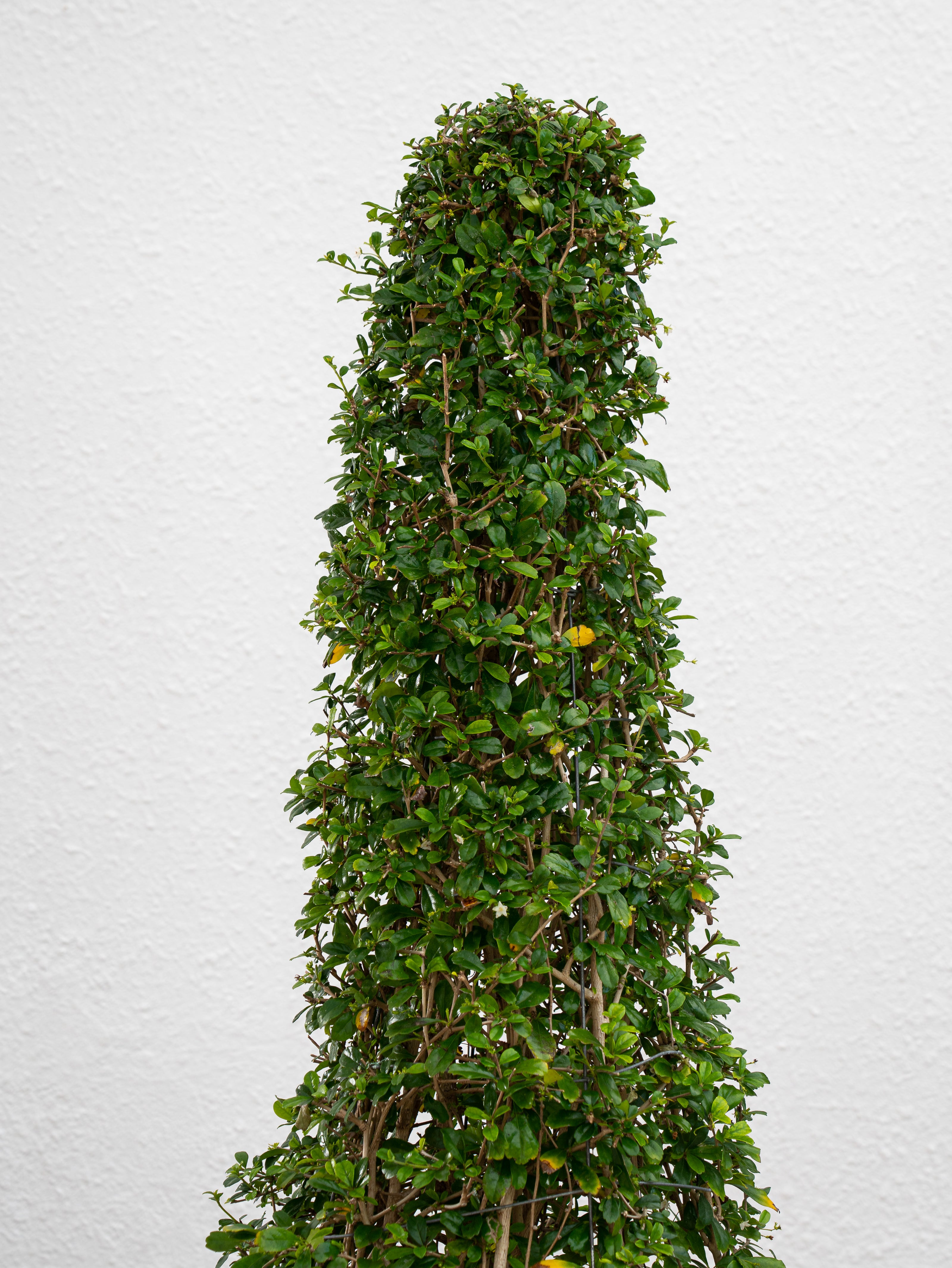 Ehretia Cone - Ehretia Microphylla | Shaped Outdoor Plants | growhub AE