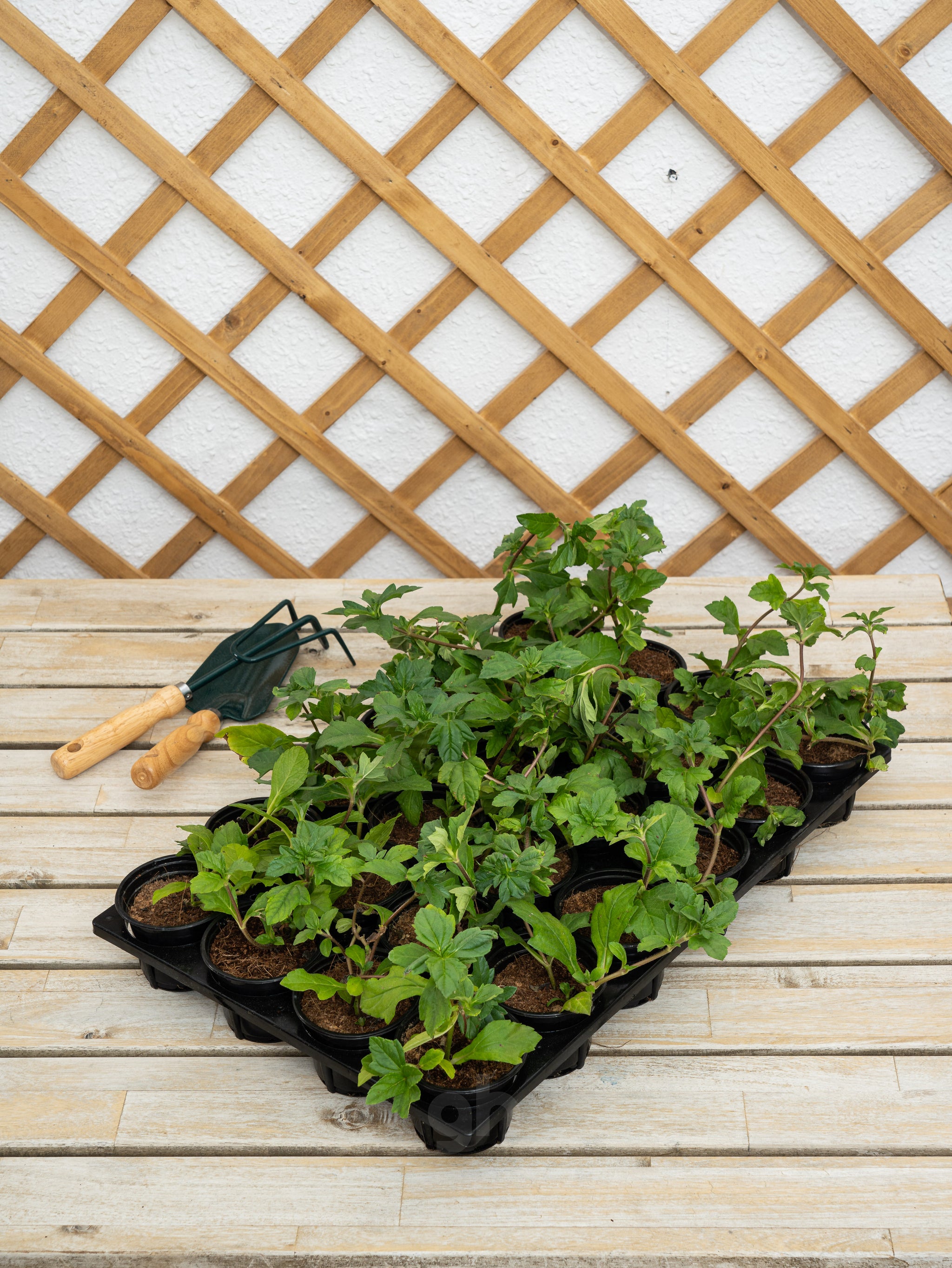 Wedelia - Wedelia Trilobata | Flowering Outdoor Plants | growhub AE