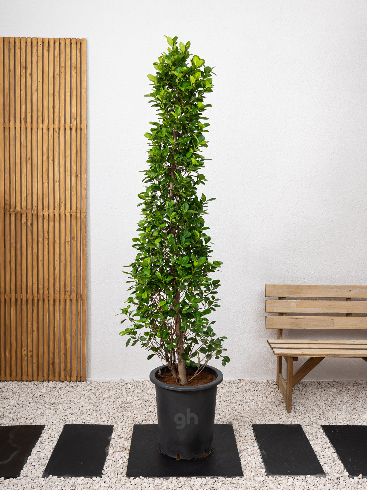 Ficus Panda Cone - Ficus Diversifolia | Shaped Outdoor Plants | growhub AE