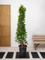 Ficus Panda Cone - Ficus Diversifolia | Shaped Outdoor Plants | growhub AE