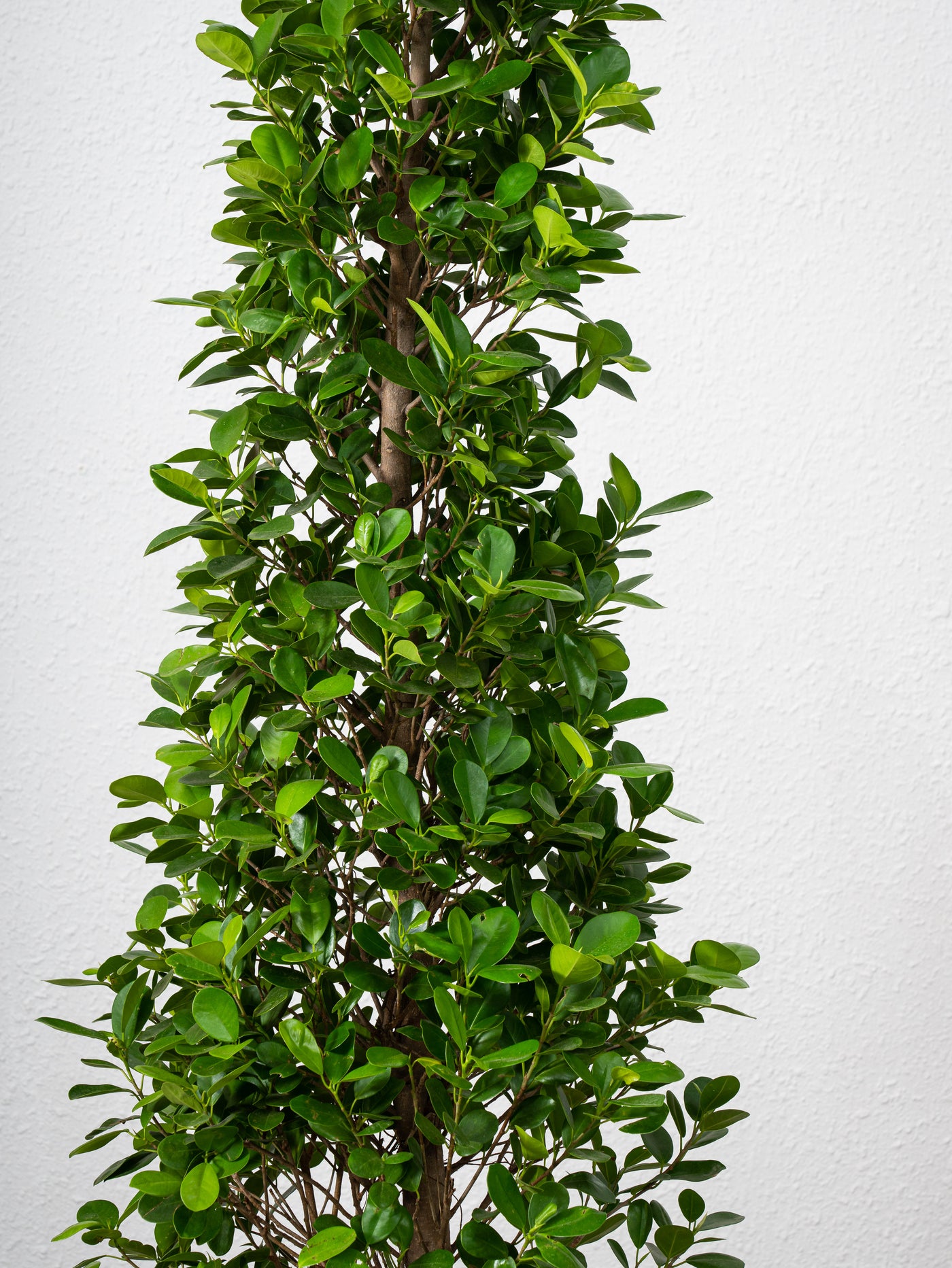 Ficus Panda Cone - Ficus Diversifolia | Shaped Outdoor Plants | growhub AE