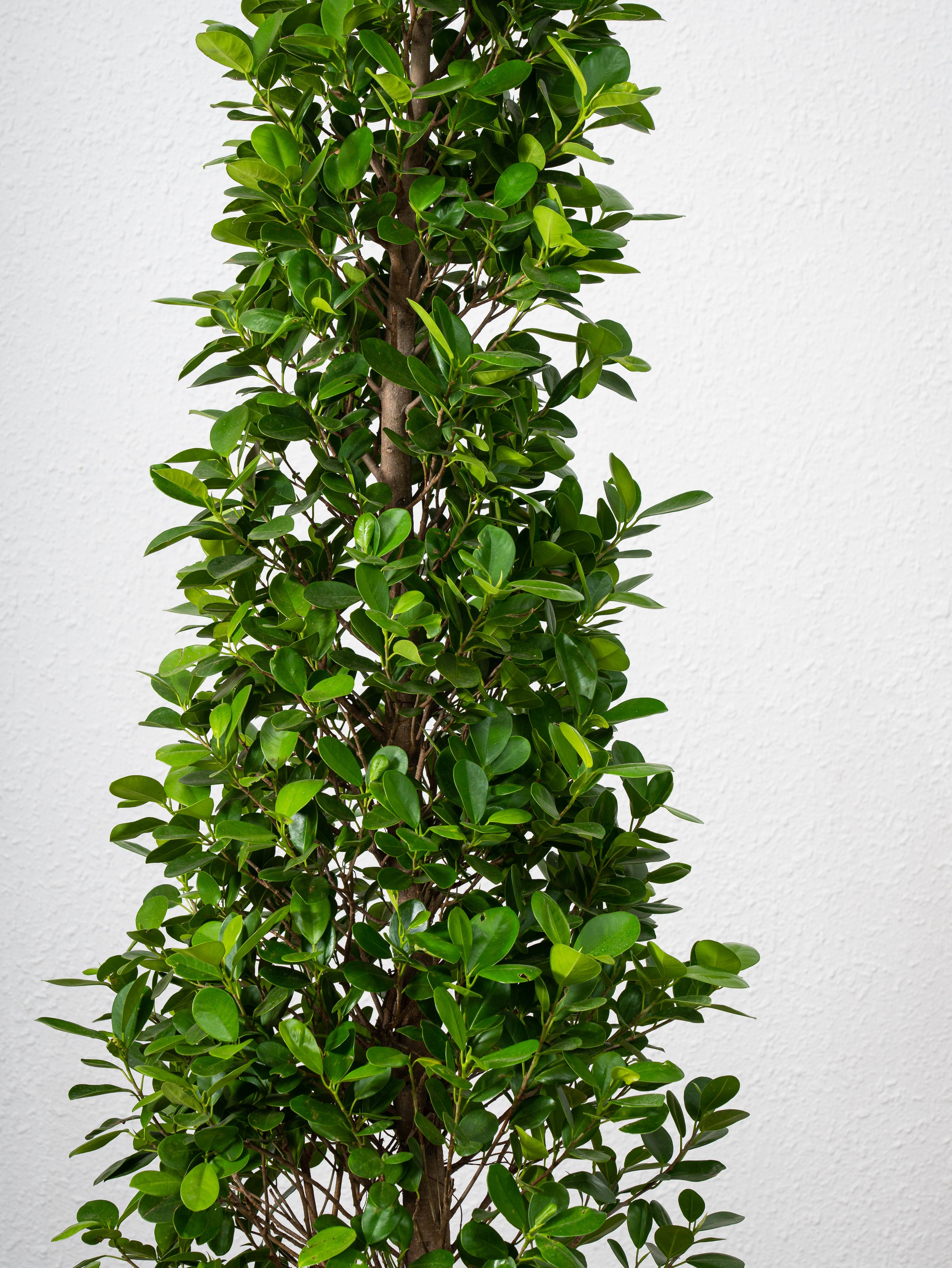 Ficus Panda Cone - Ficus Diversifolia | Shaped Outdoor Plants | growhub AE