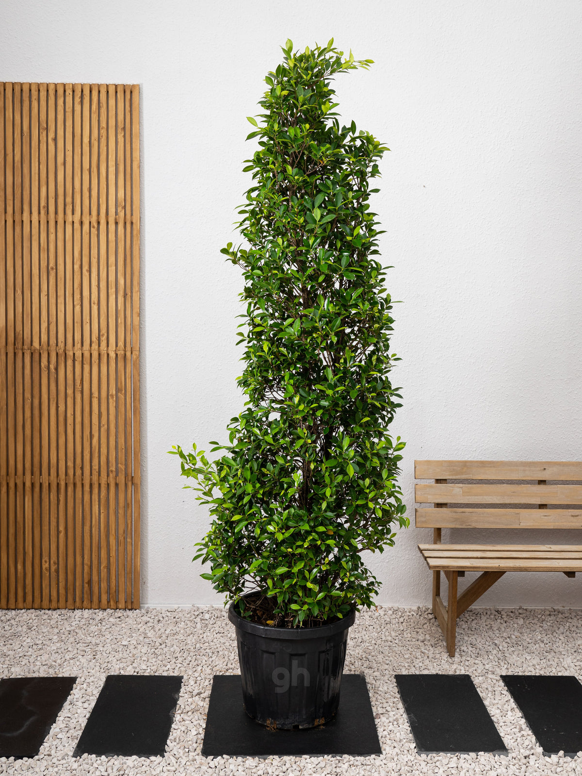 Ficus Nitida Cone - Ficus Nitida | Shaped Outdoor Plants | growhub AE