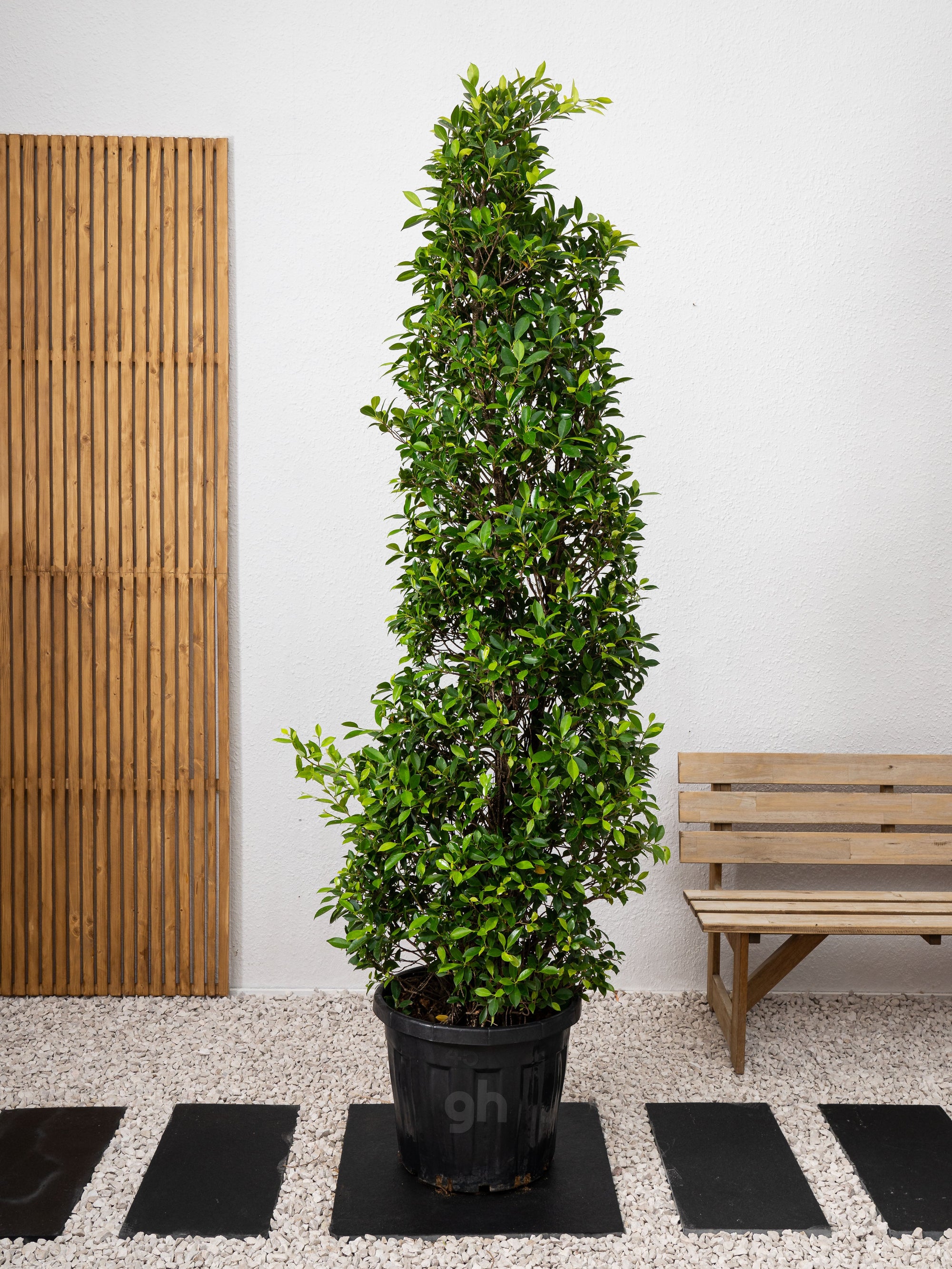 Ficus Nitida Cone - Ficus Nitida | Shaped Outdoor Plants | growhub AE