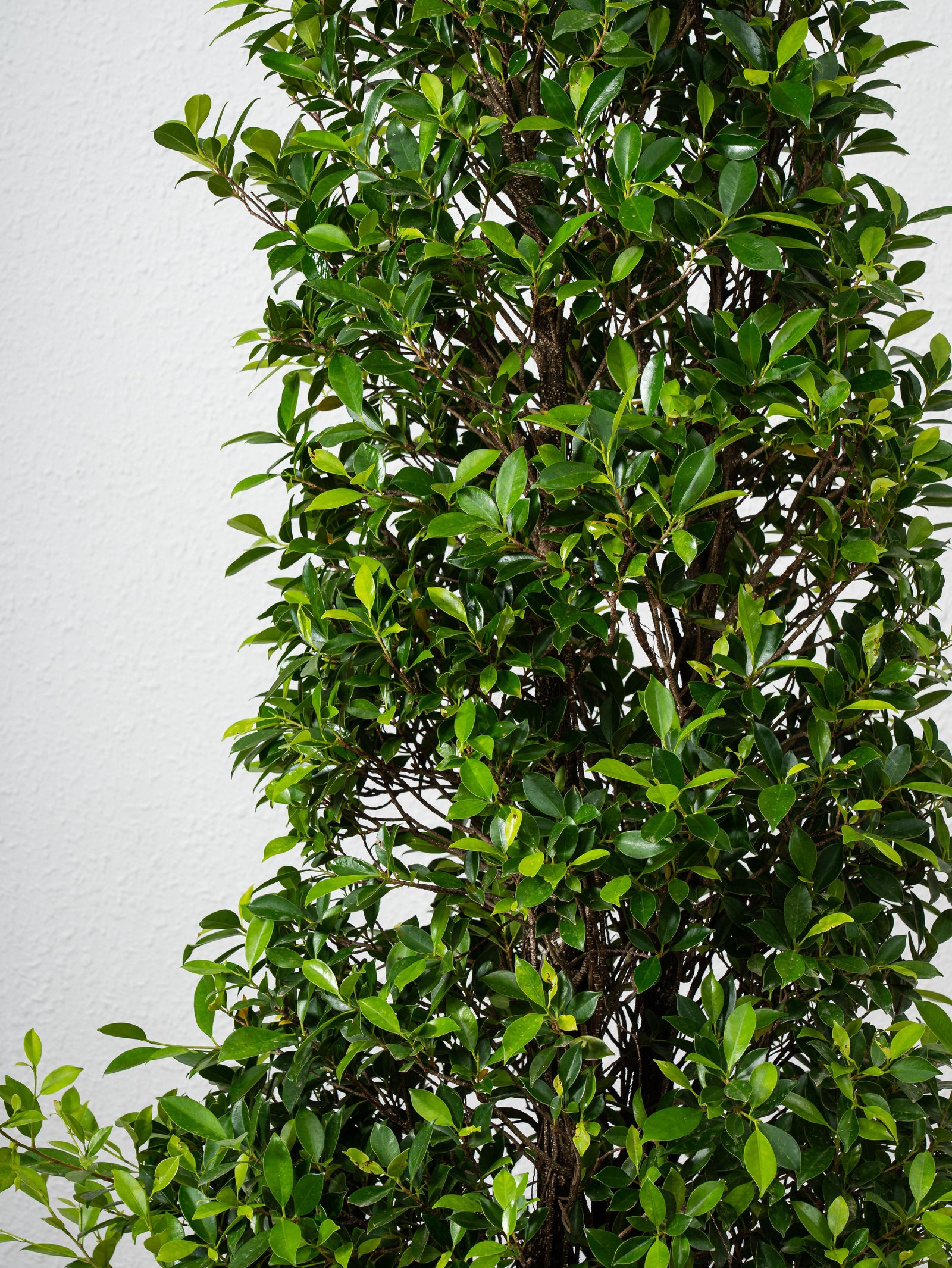 Ficus Nitida Cone - Ficus Nitida | Shaped Outdoor Plants | growhub AE