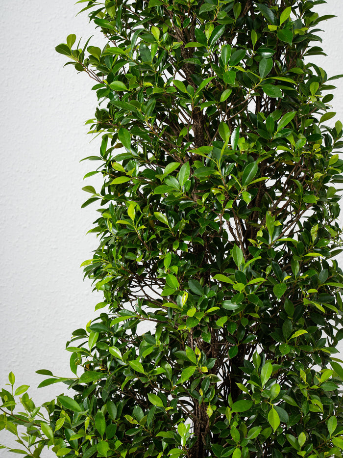Ficus Nitida Cone - Ficus Nitida | Shaped Outdoor Plants | growhub AE