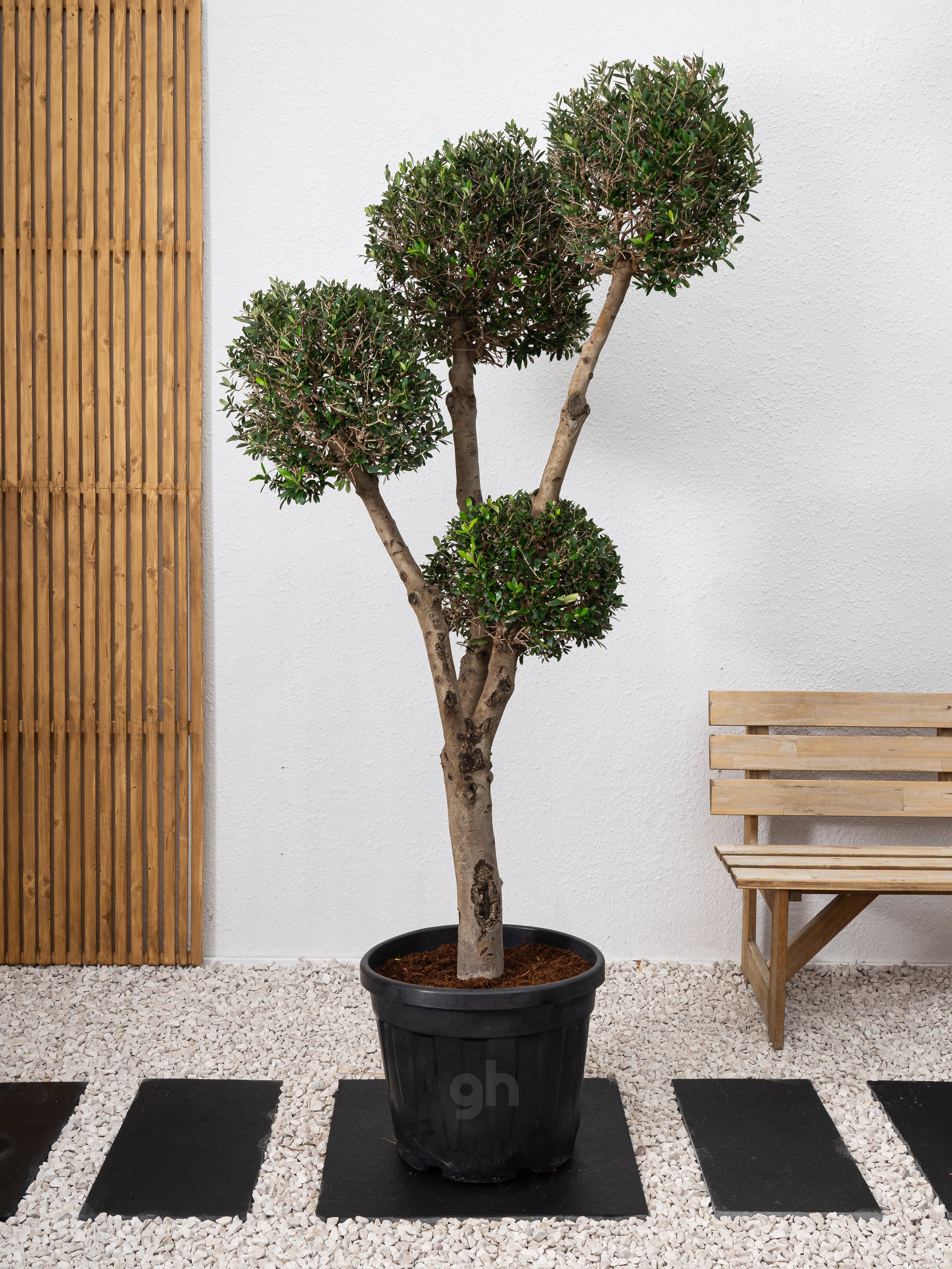 Pom-Pom Olive - Olea Europea | Shaped Outdoor Plants | growhub AE