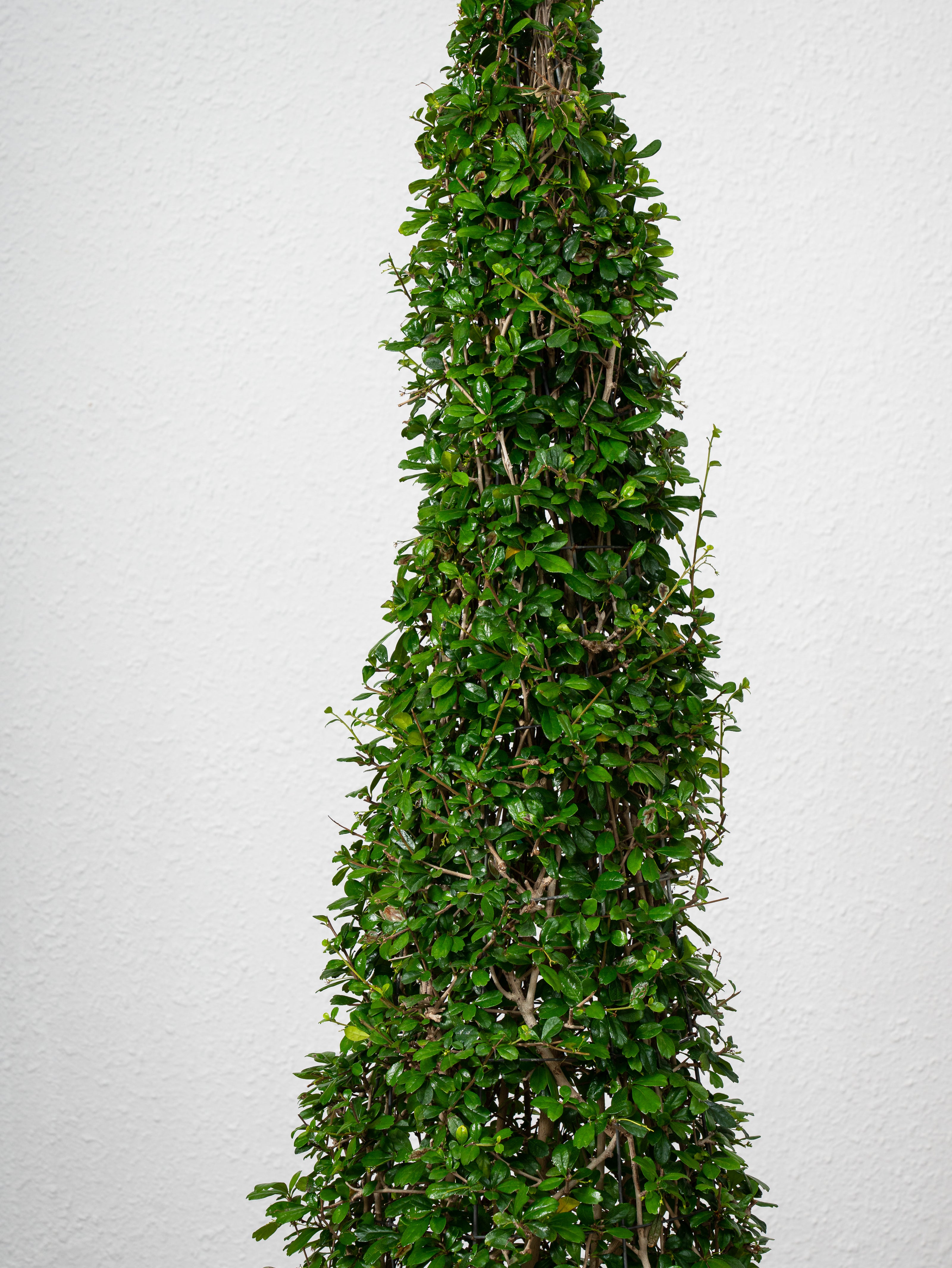 Ehretia Cone - Ehretia Microphylla | Shaped Outdoor Plants | growhub AE