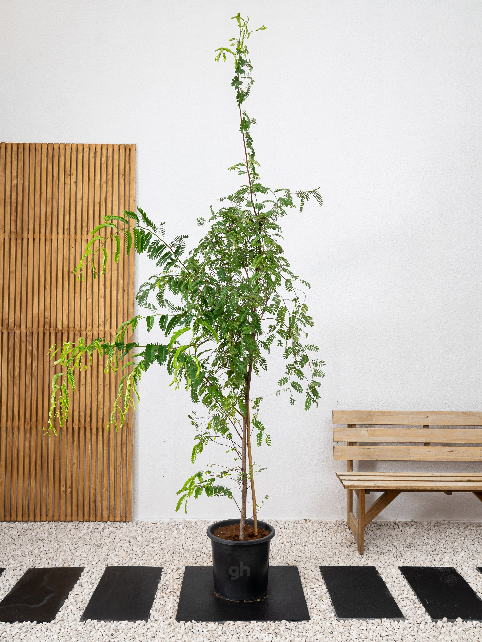 Tamarind Tree - Tamarindus indica | Fruiting Outdoor Plants | growhub AE