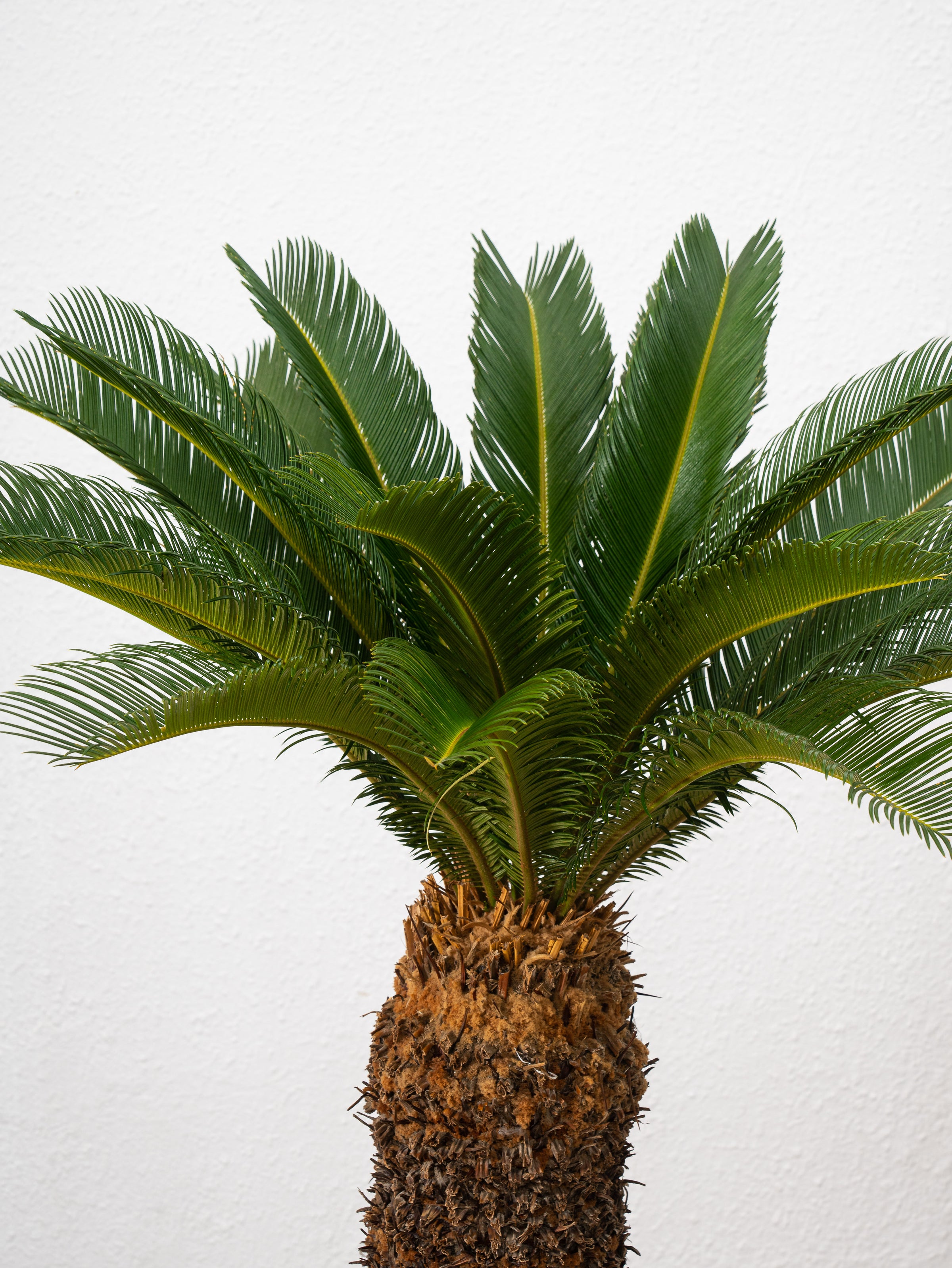 Sago Palm - Cycas Revoluta | Palms - Outdoor Plants | growhub AE
