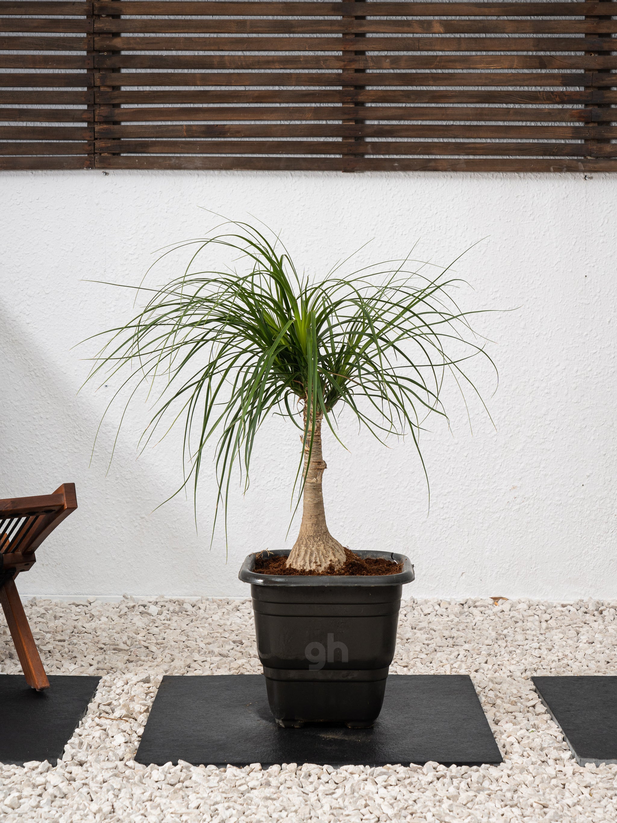 Elephant Foot Tree - Beaucarnea Recurvata | Cactus & Succulents ...