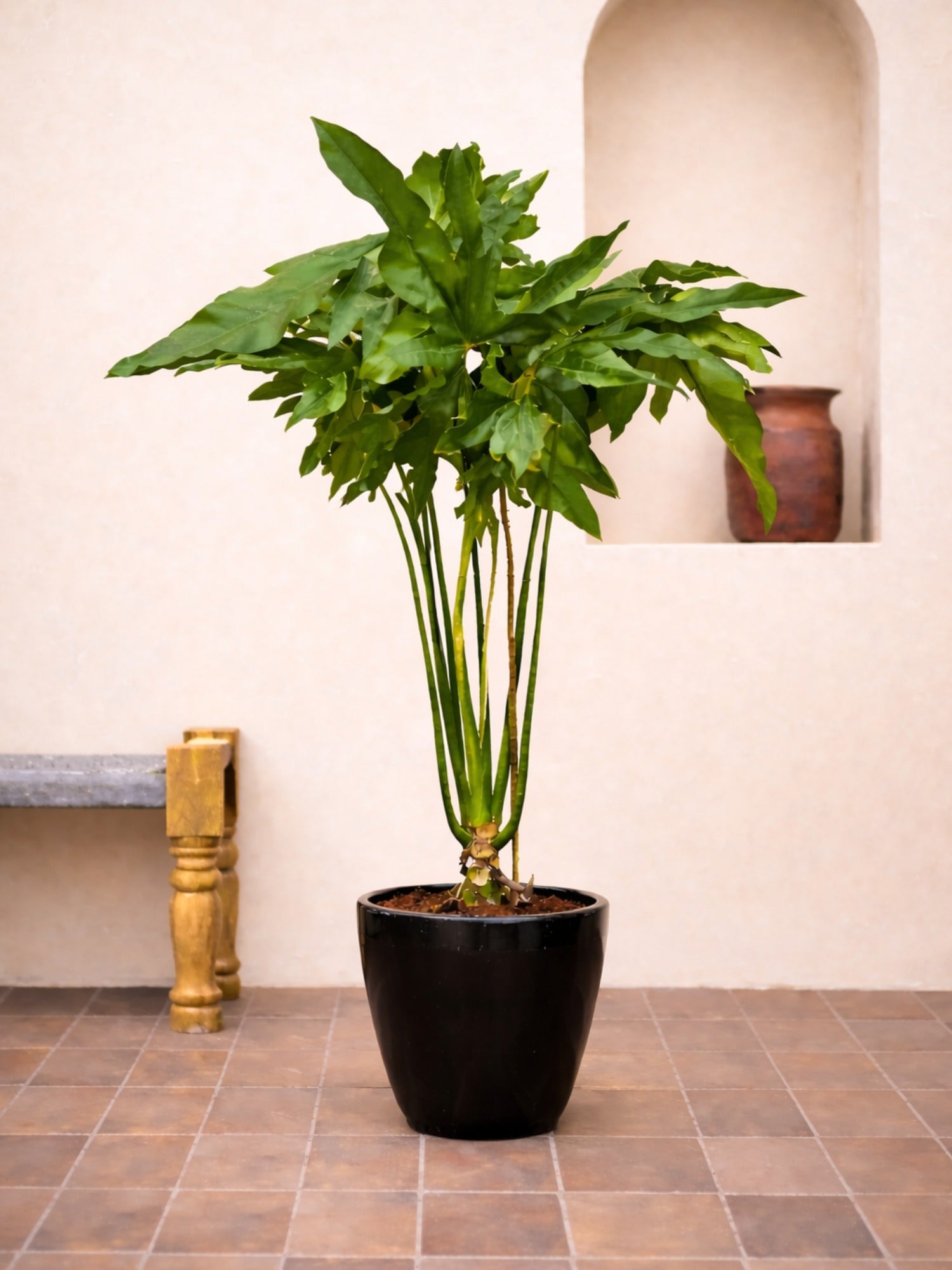 Philodendron Angela | Indoor plants | Growhub AE