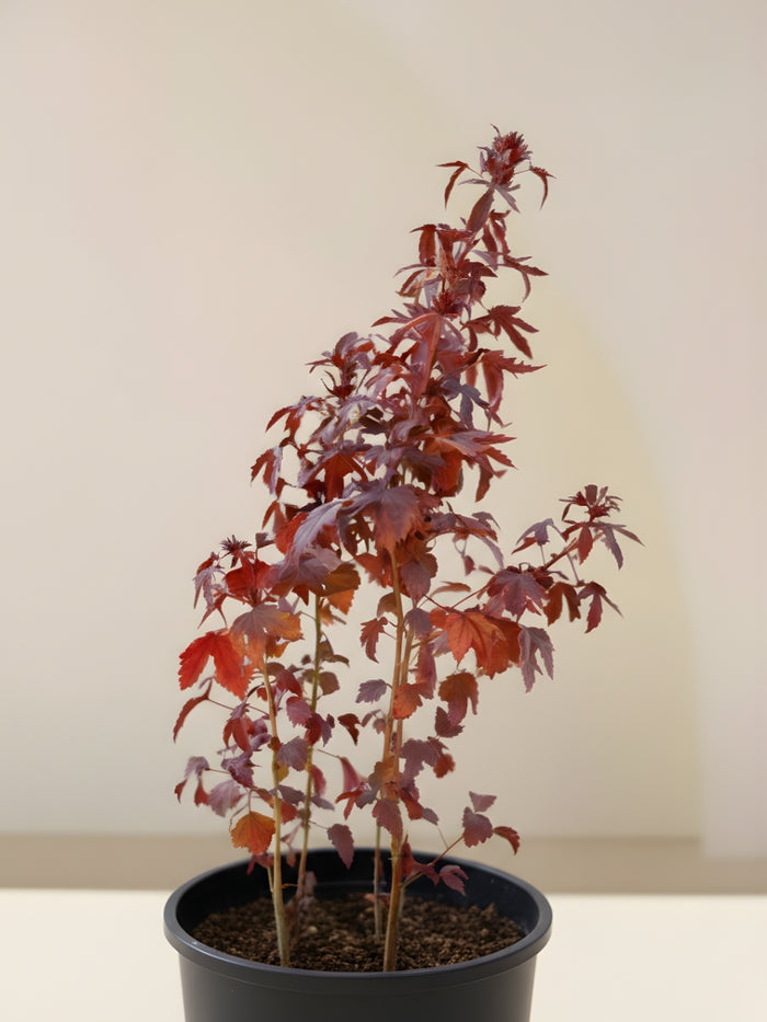 Hibiscus Tall - Hibiscus Rosa-Sinensis | Flowering Outdoor Plants ...