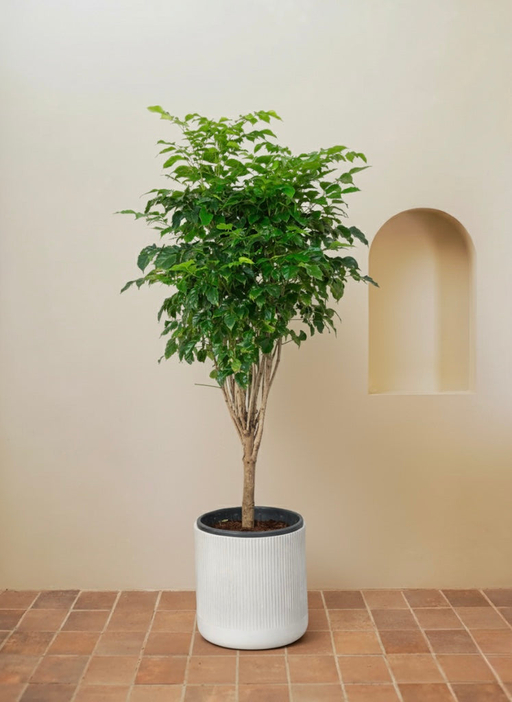 Red Machera - Radermachera Sinica | Tall Indoor Plants | growhub AE