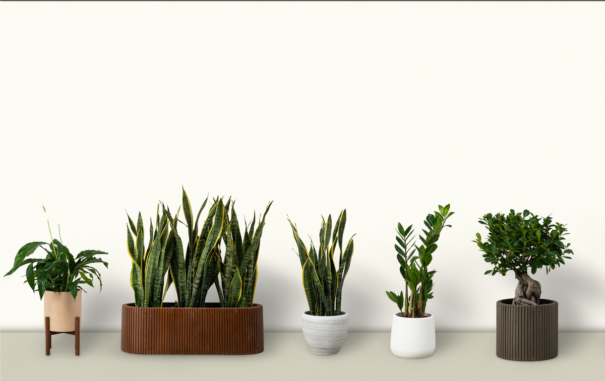 Build farms, create landscapes and grow plants in the UAE - Growhub