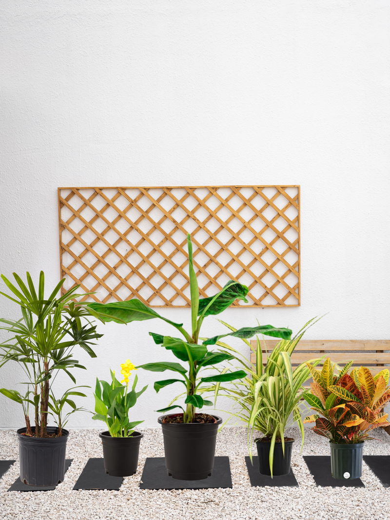 Tropical Plant Bundle - Outdoor Plant Bundle | Bundles - Outdoor Plants ...