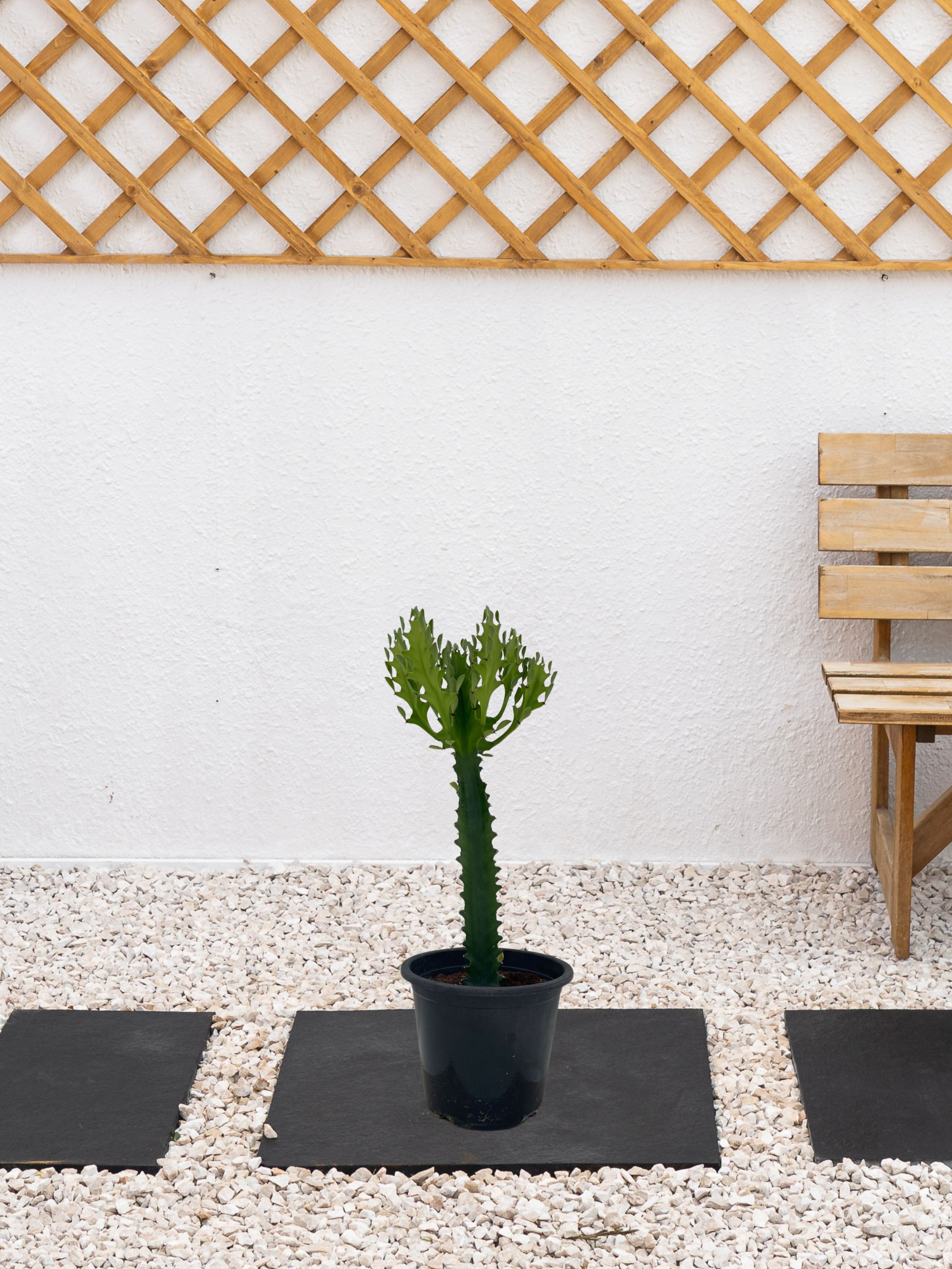 Candelabra Cactus - Euphorbia Lactea Cristata | Cactus & Succulents ...