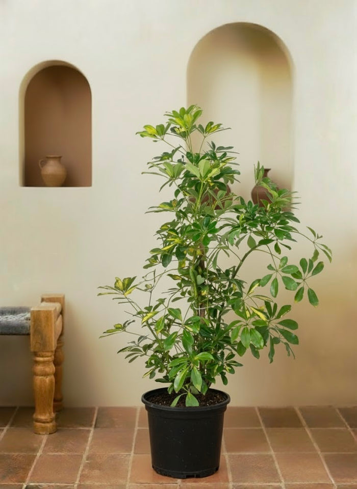 Variegated Umbrella Plant - Schefflera Gold Capella | Tall Indoor ...