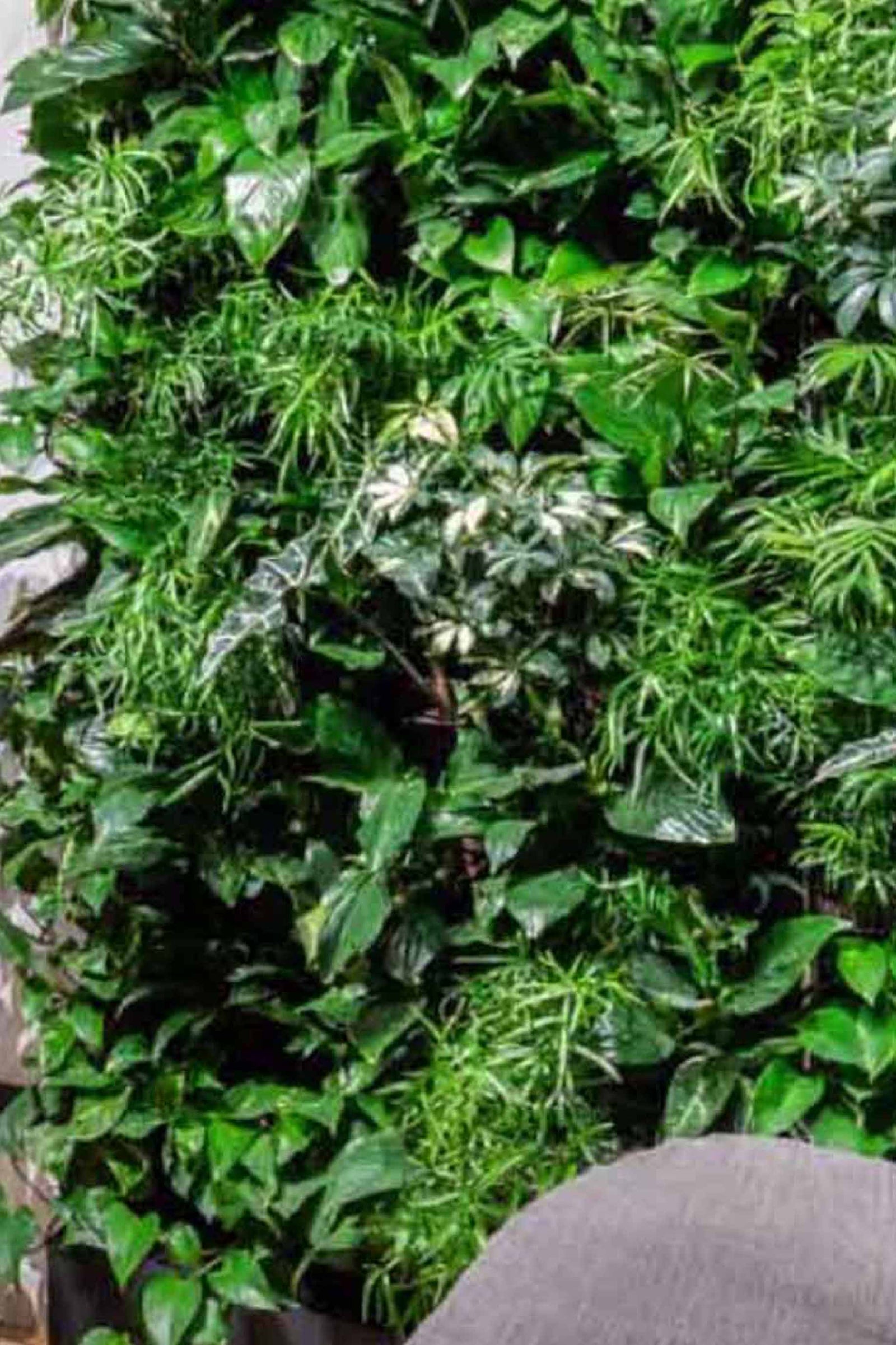 Vertical Green Walls