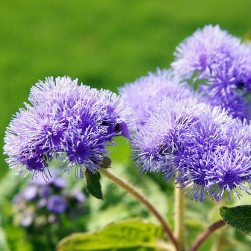 Floss Flower | Flower Seeds | growhub AE