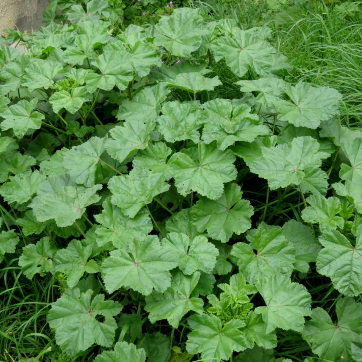 Green Mallow | Leafy Greens Seeds | growhub AE