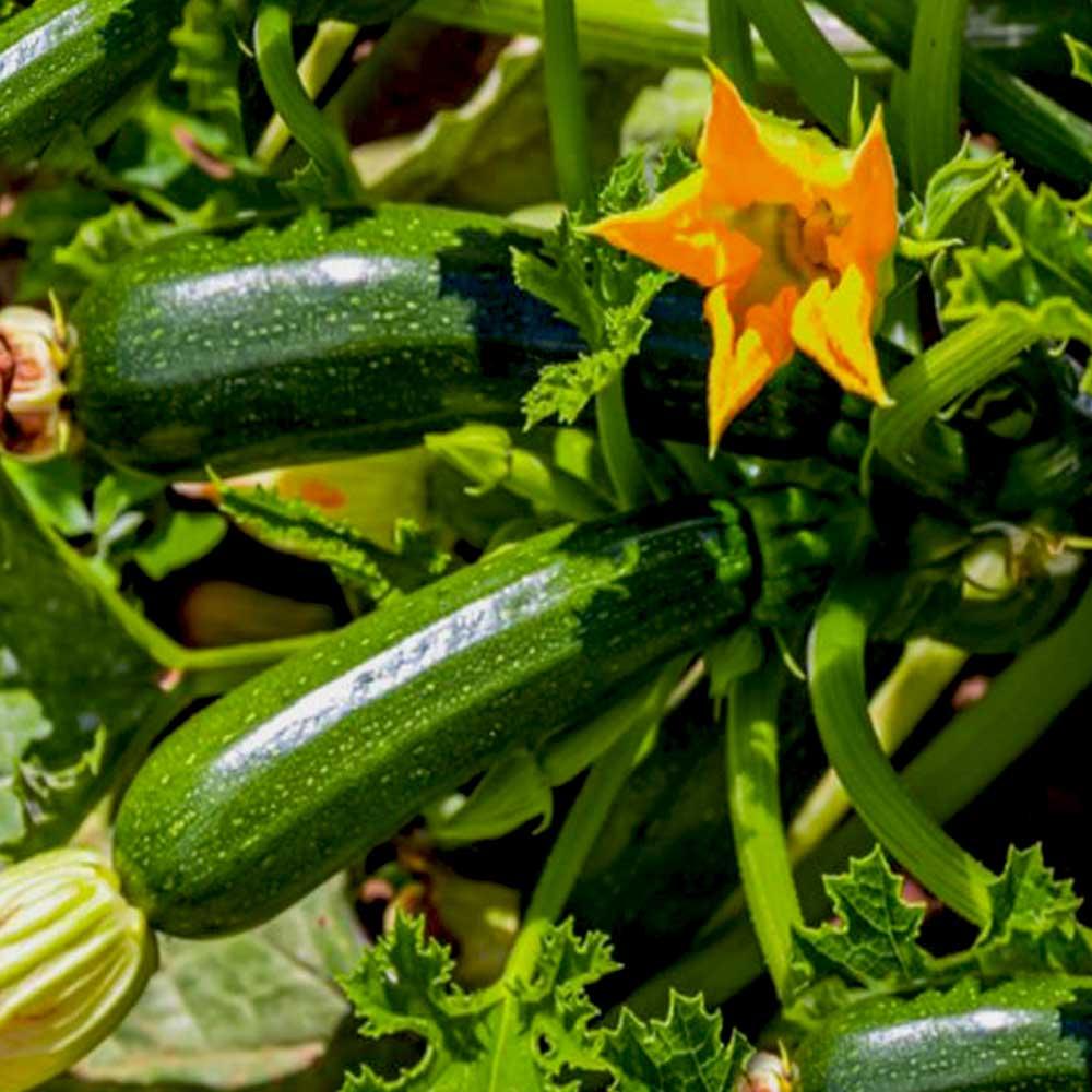 Squash | Vegetable Seeds | growhub AE