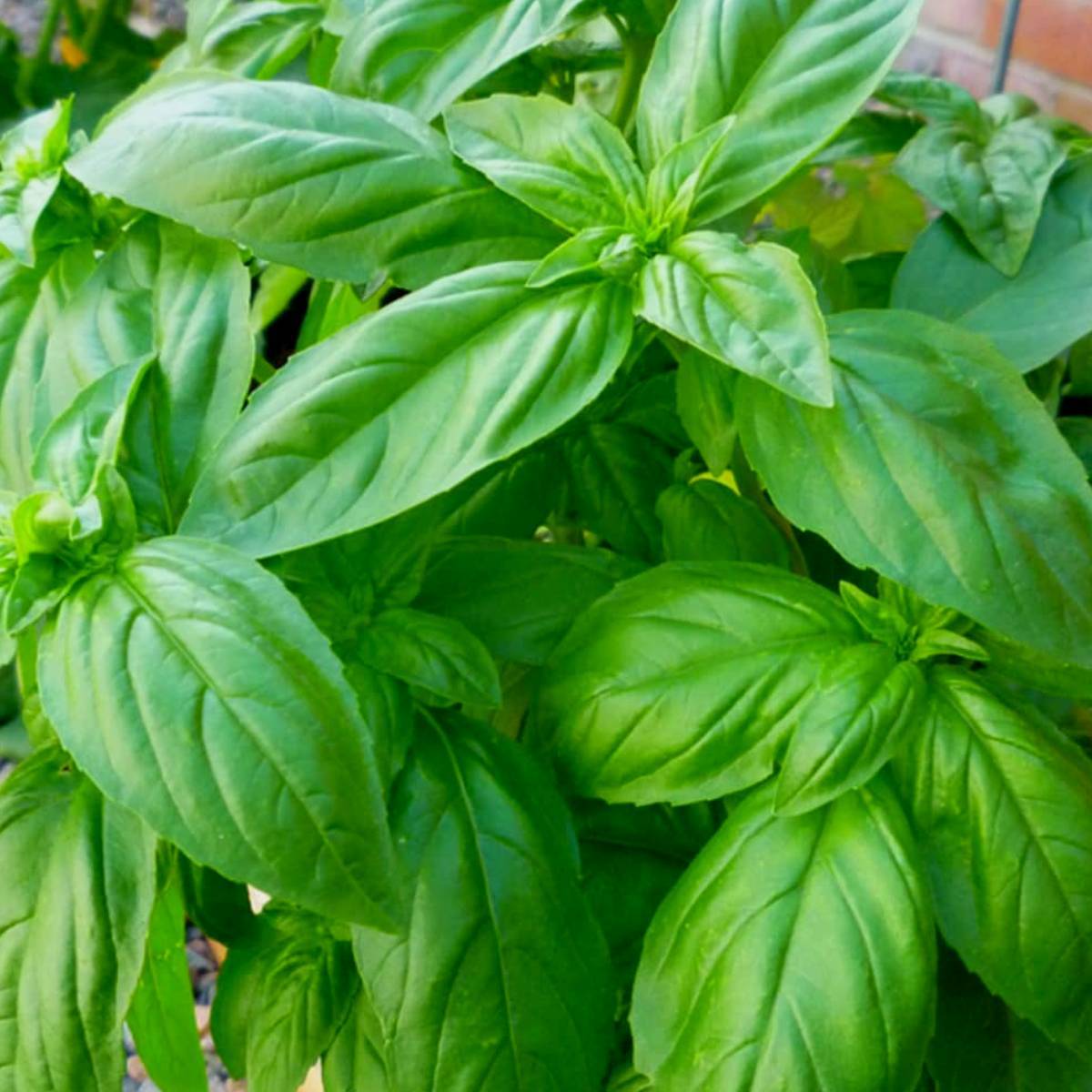 Basil | Herb Seeds | growhub AE