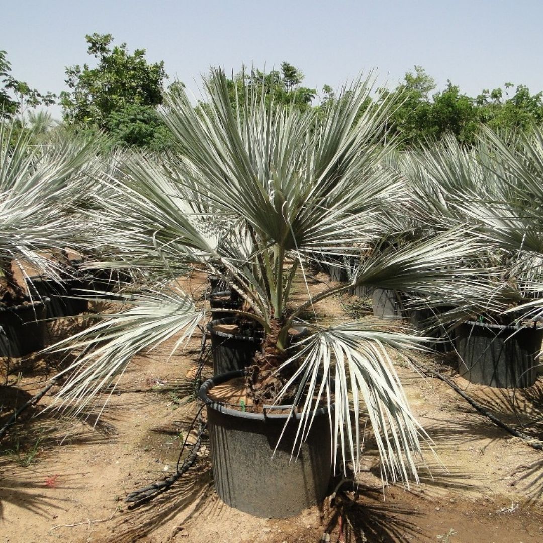 Mexican Blue Palm - Brahea Armata | Palms - Outdoor Plants | growhub AE
