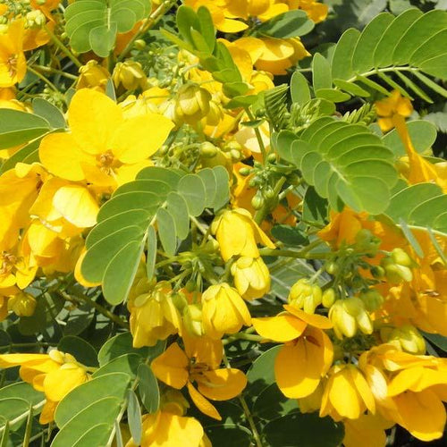 Sunshine Tree - Cassia Surattensis | Trees - Outdoor Plants | growhub AE