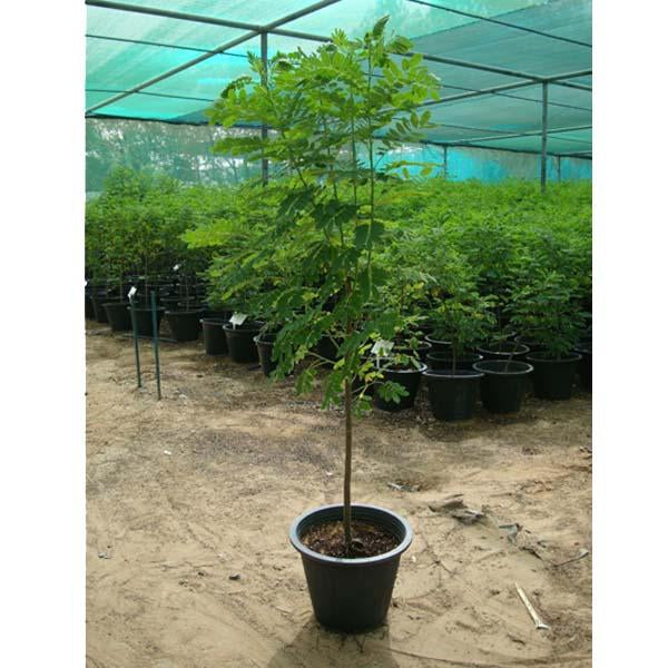 Sunshine Tree - Cassia Surattensis | Trees - Outdoor Plants | growhub AE