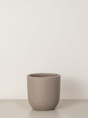 Ficus Panda Cone - Ficus Diversifolia | Shaped Outdoor Plants | growhub AE