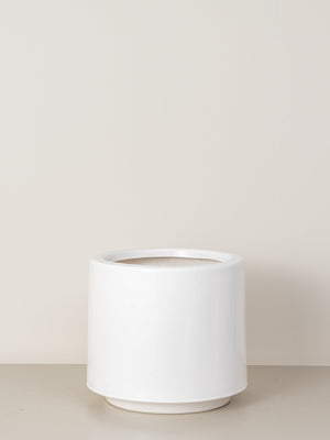 Ficus Panda Cone - Ficus Diversifolia | Shaped Outdoor Plants | growhub AE